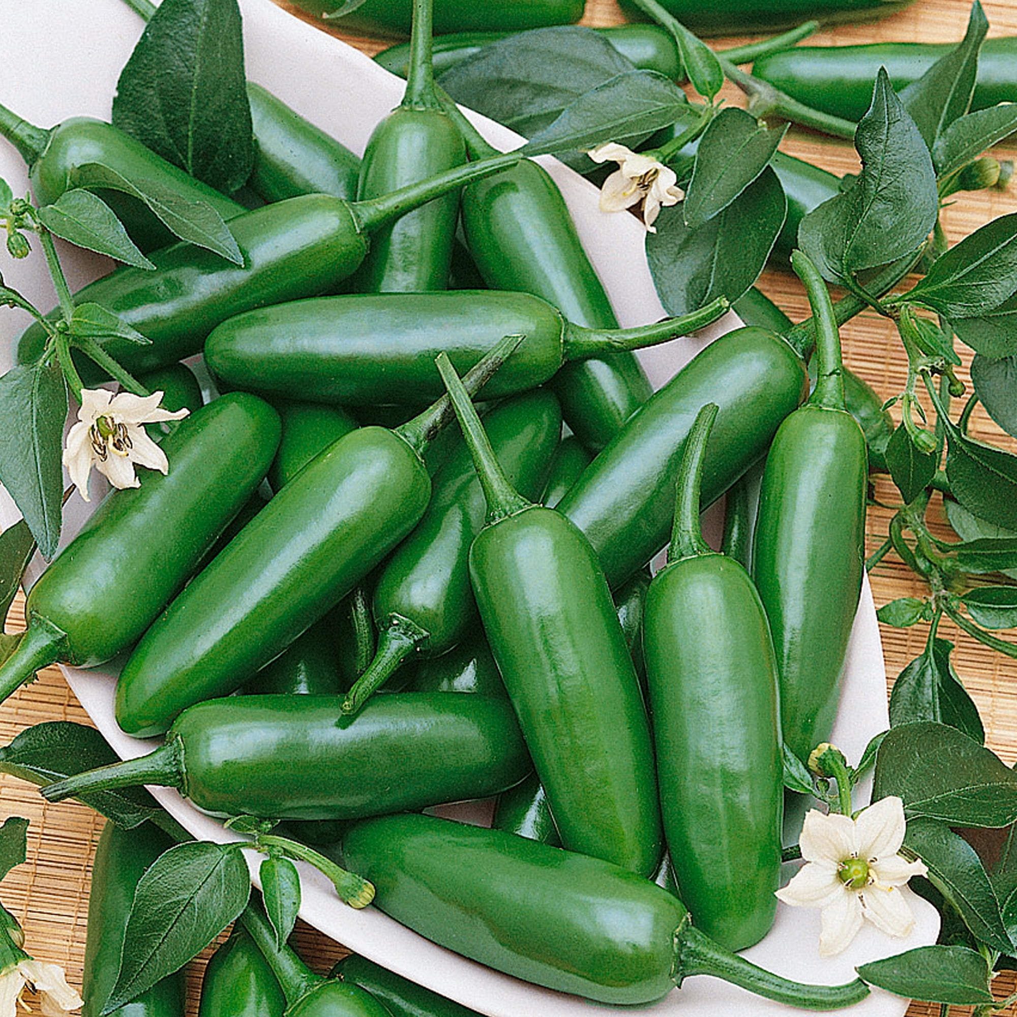 Sandoval F1 Hybrid Hot Pepper Seeds - 1 Oz ~4000 Seeds - Non-GMO, F1 ...