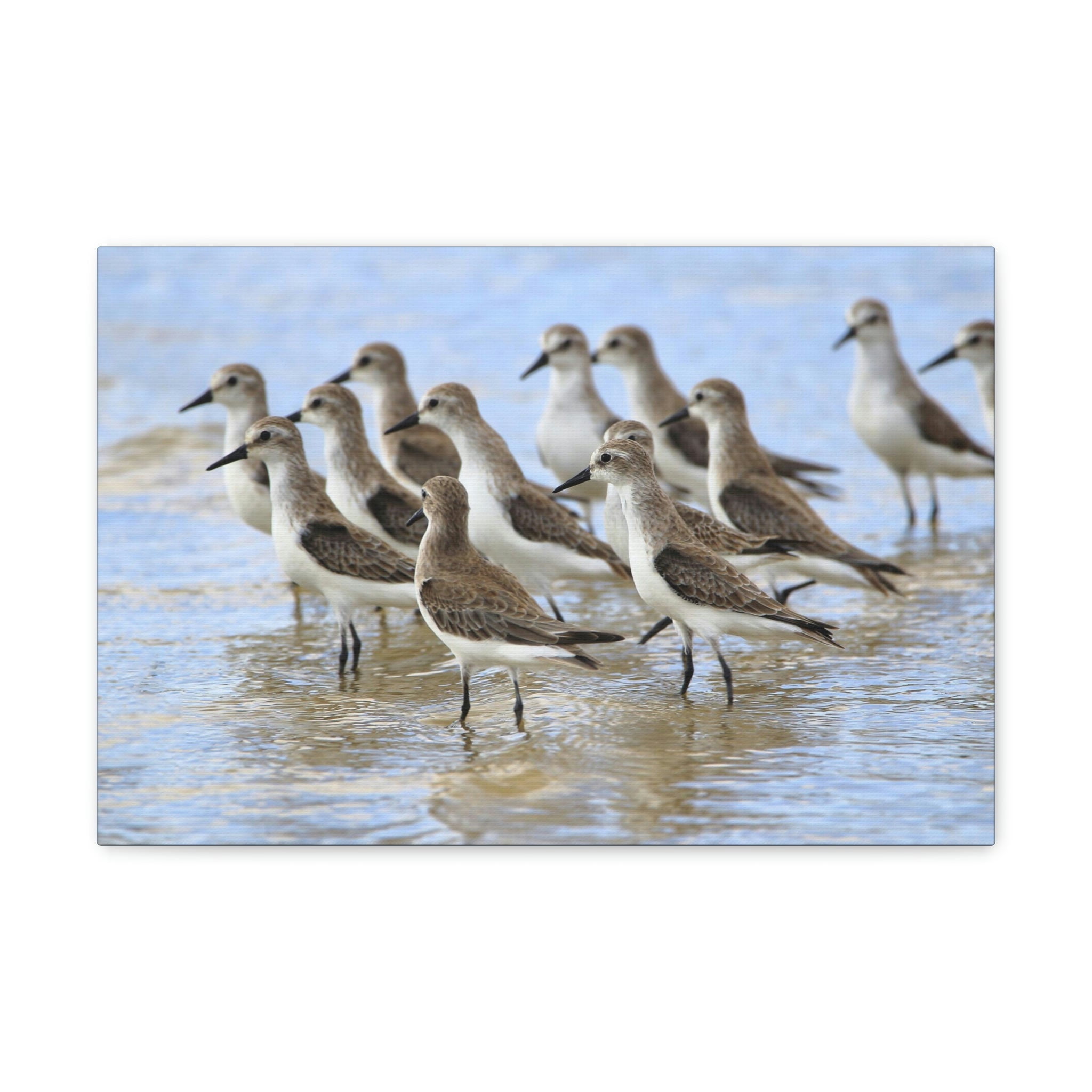 Sandpiper Group Sandpiper Troop Print Animal Wall Art Wildlife Canvas ...