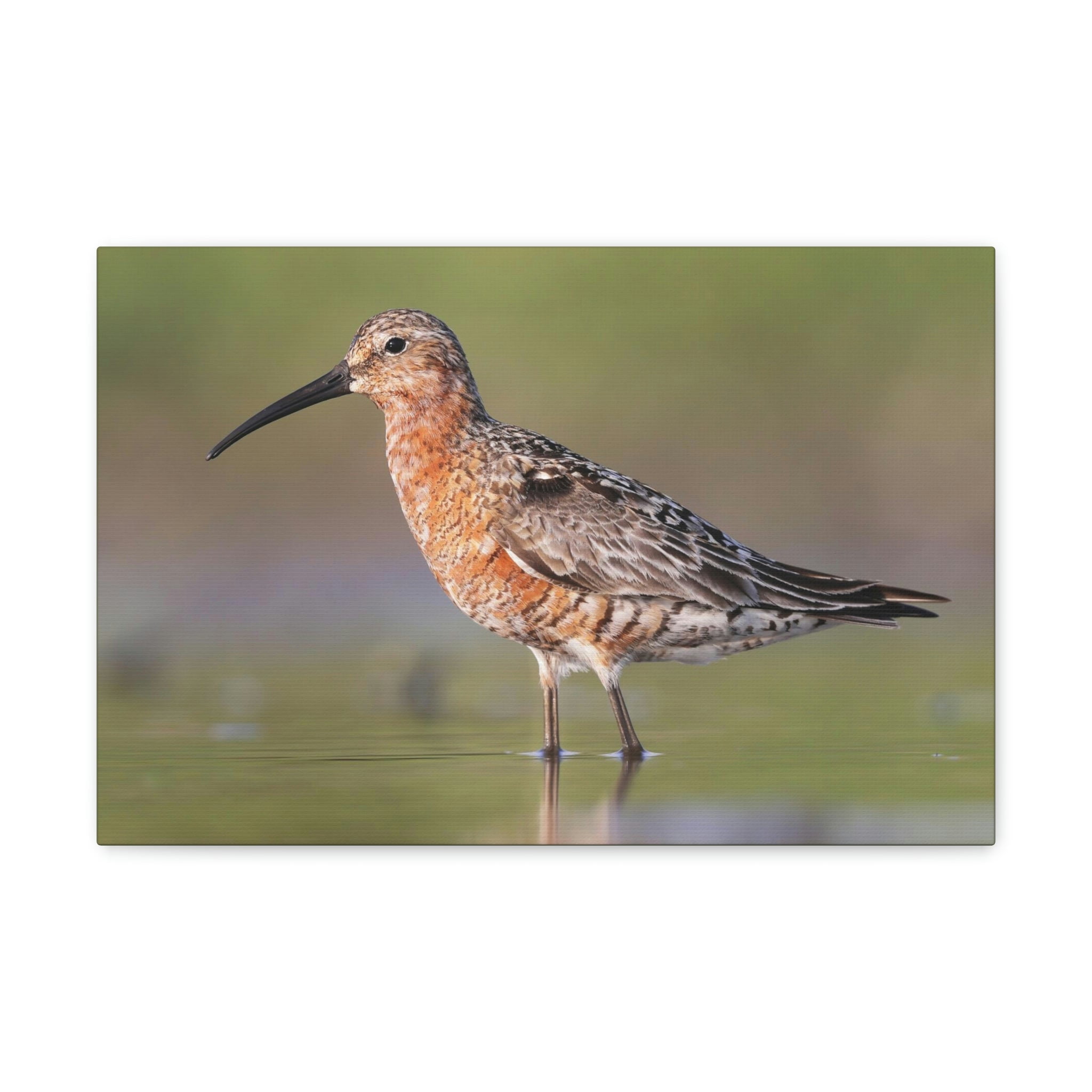 Sandpiper Hunting Sandpiper on Hunt Print Animal Wall Art Wildlife ...