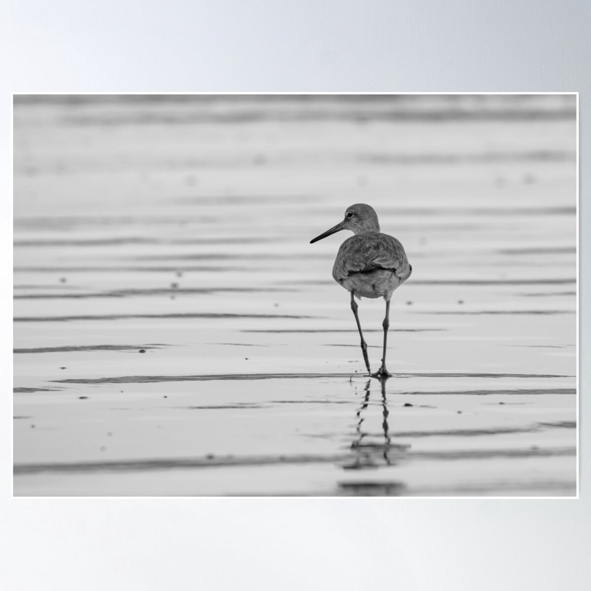 Sandpiper In Black And White Poster Wall Art, Modern Wall Decor For ...