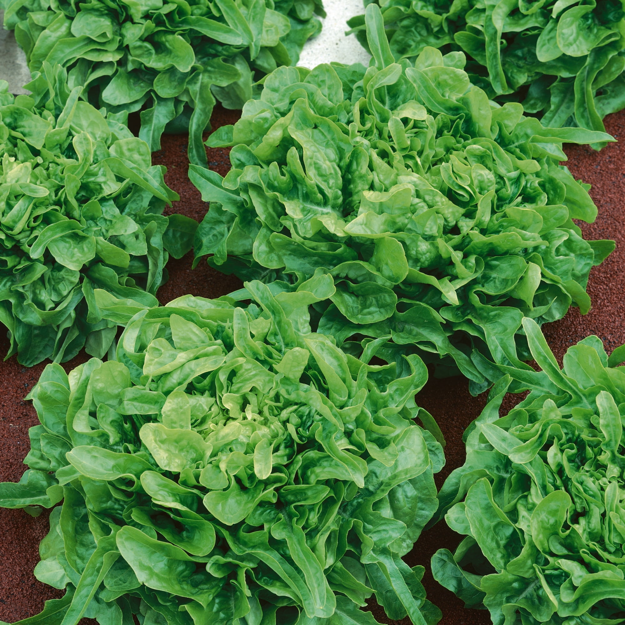 Sandy AAS Leaf Lettuce Seeds - 1 g Packet ~850 Seeds - Non-GMO ...