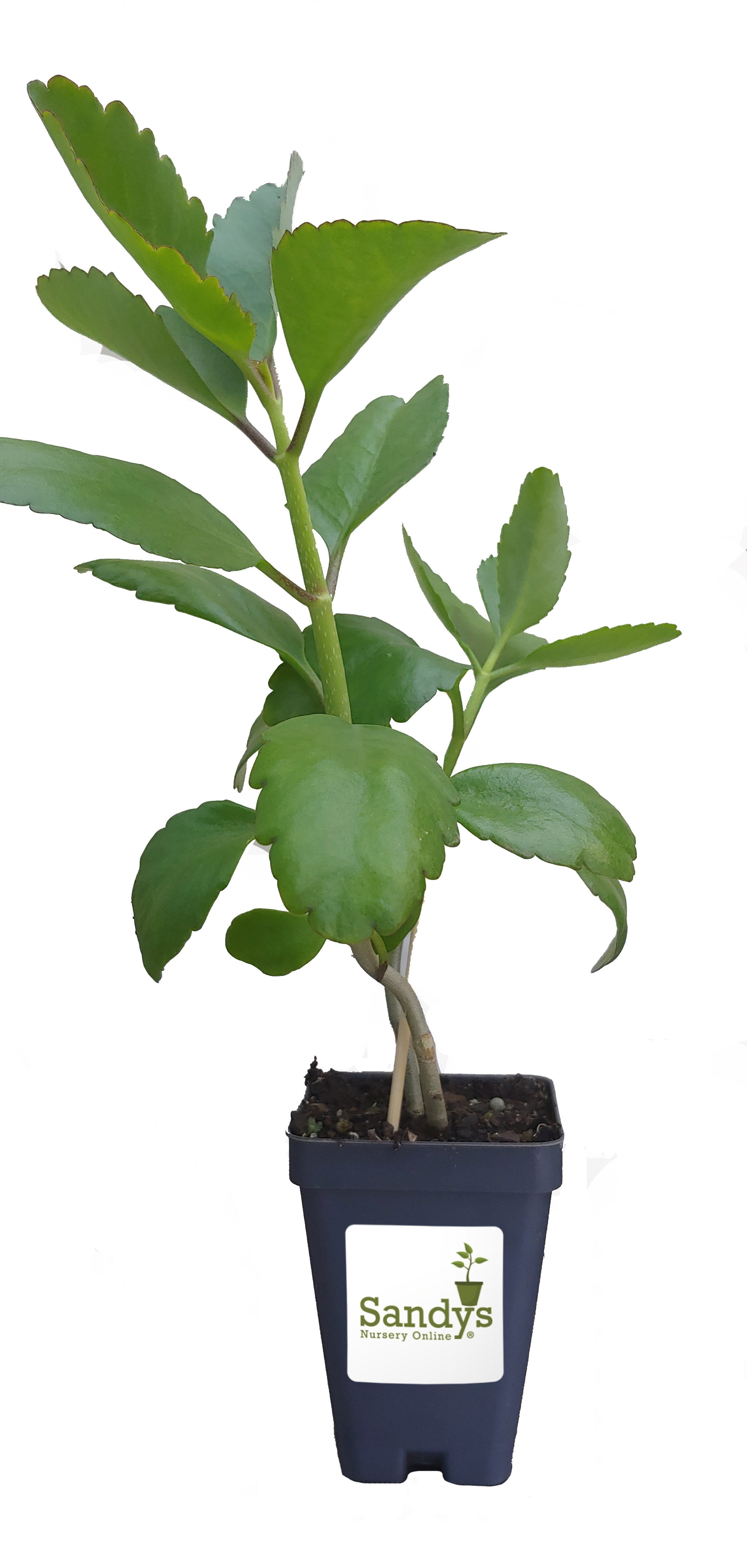 Bryophyllum pinnatum, Live Indoor Full Sun Hardy Plant, Miracle Leaf, 3 ...