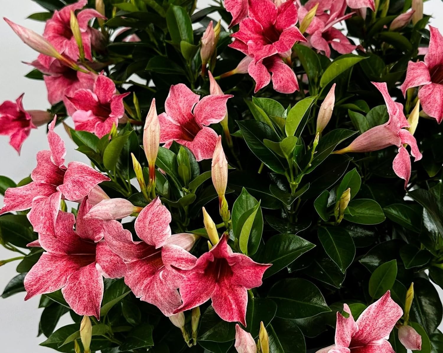 Mauvelous Pink/Mauve Mandevilla, 2 Full Sun Indoor Starter Plants ...