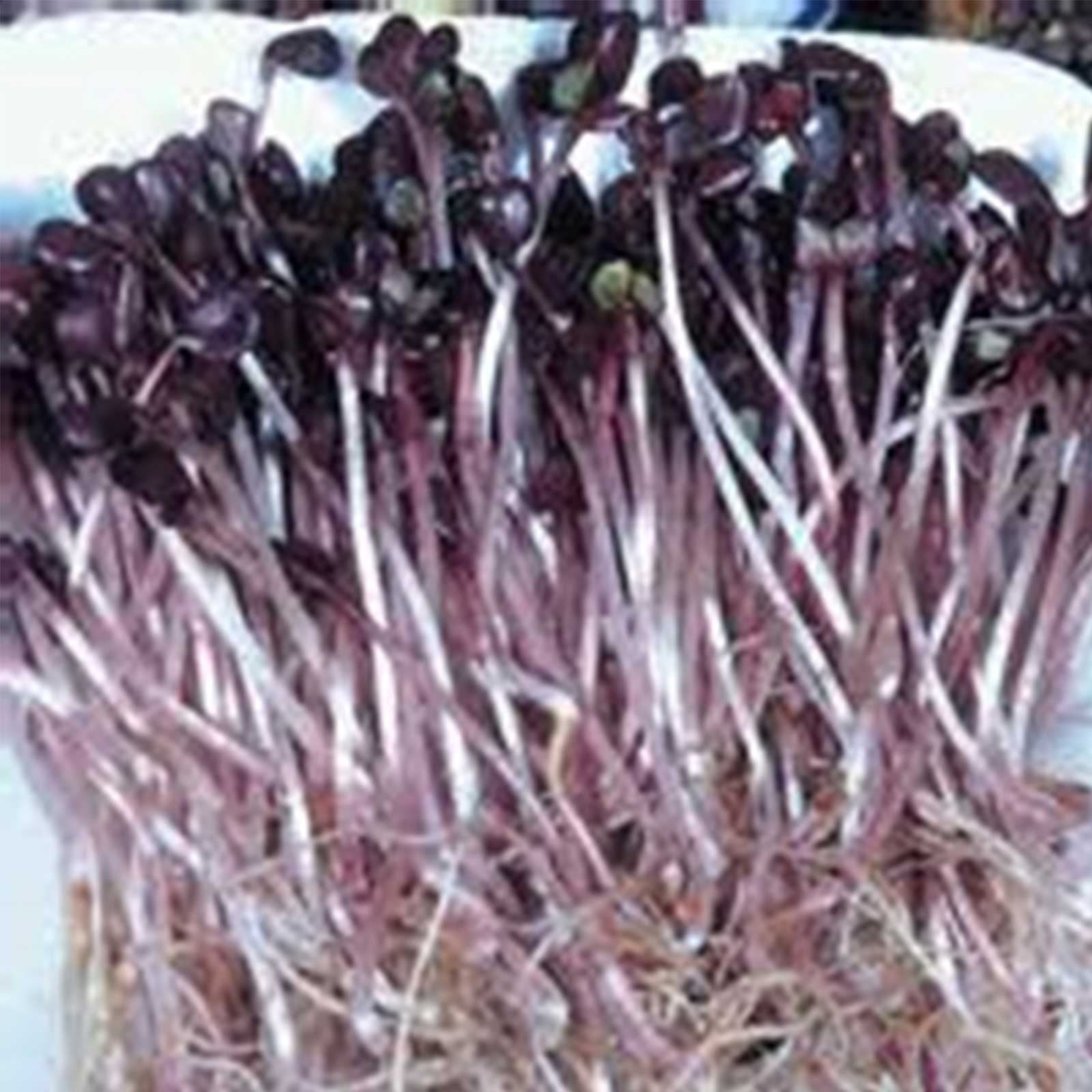 Sango Purple Radish Microgreen Seeds - 5 Lb Bulk - Non-GMO Sprouting ...
