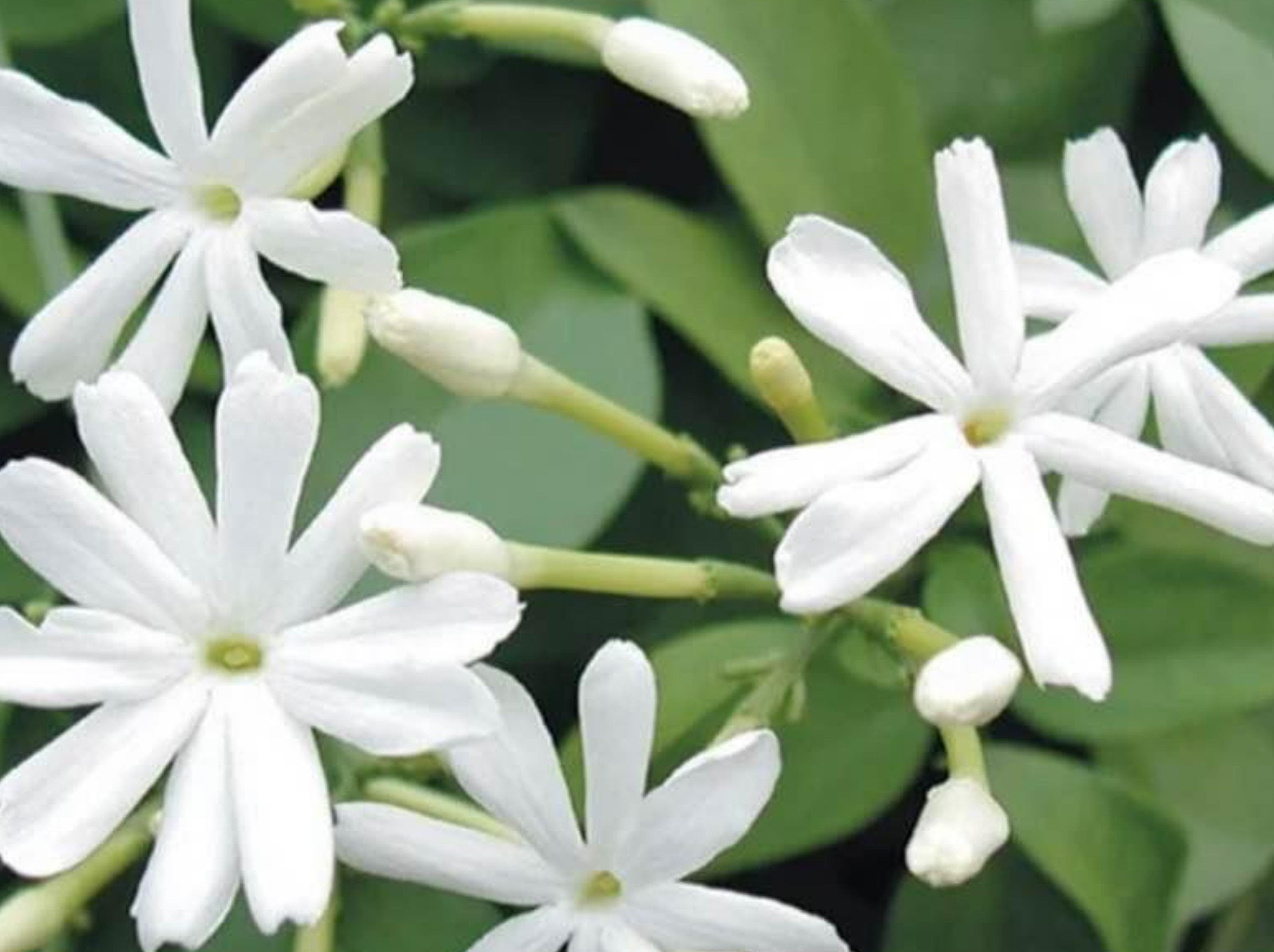 Live Indoor Sannajaji / Nithyamalli Jasmine Plant for Tropical Gardens ...