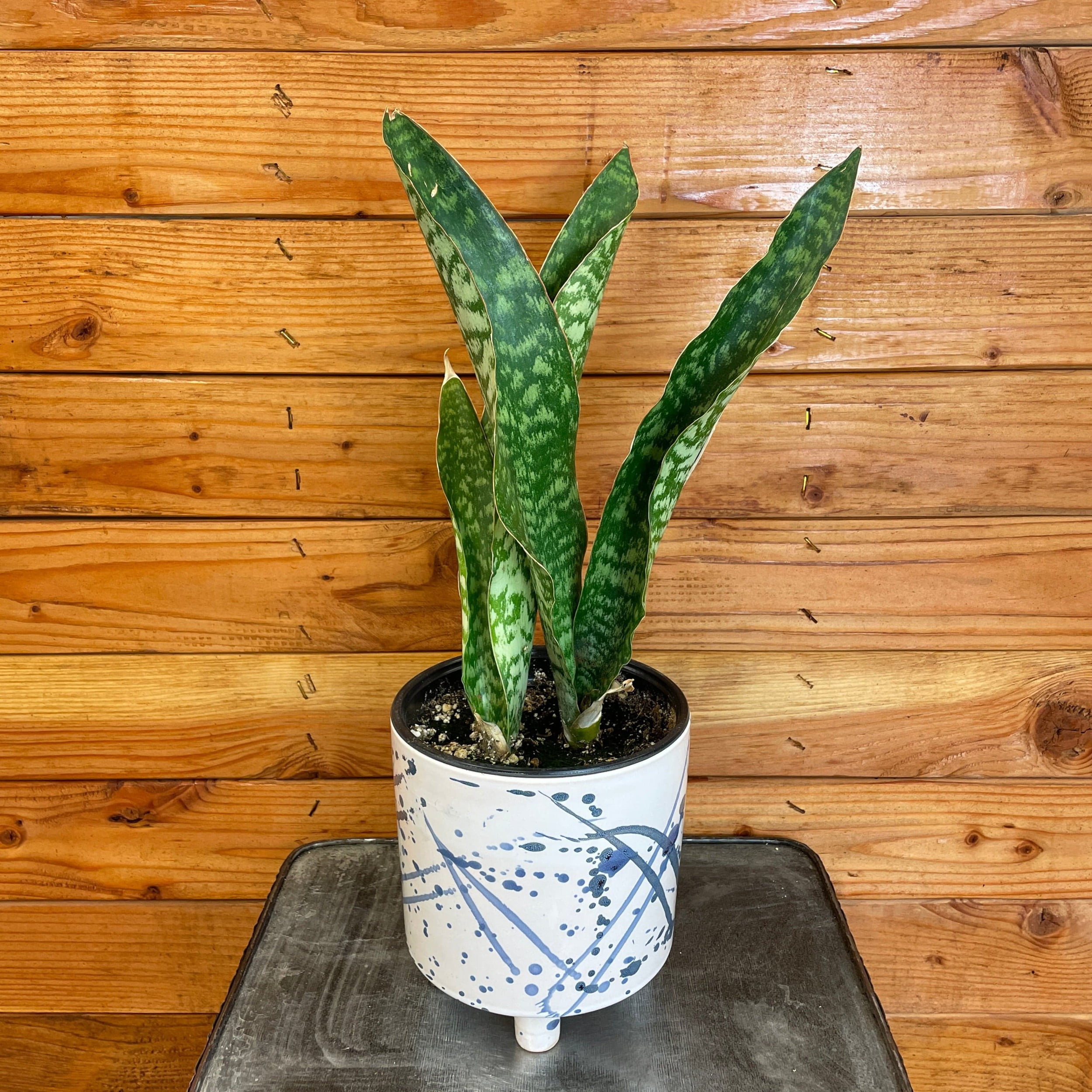 Sansevieria Jaboa, 6" Plant, The Plant Farm - Walmart.com