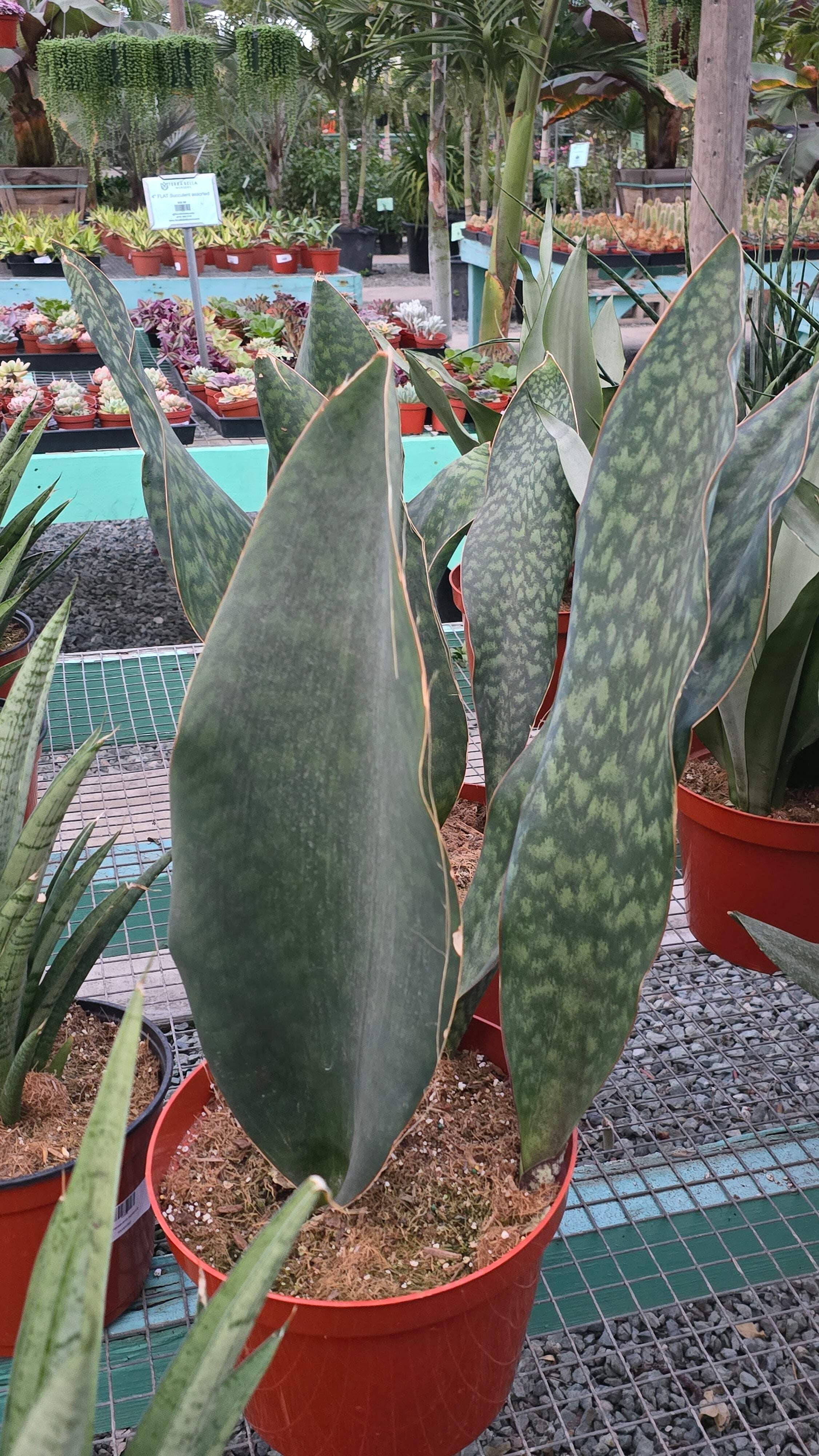 Sansevieria Masoniana 'Mason's Congo' in 8 inch pot - Snake Plant - 2 ...