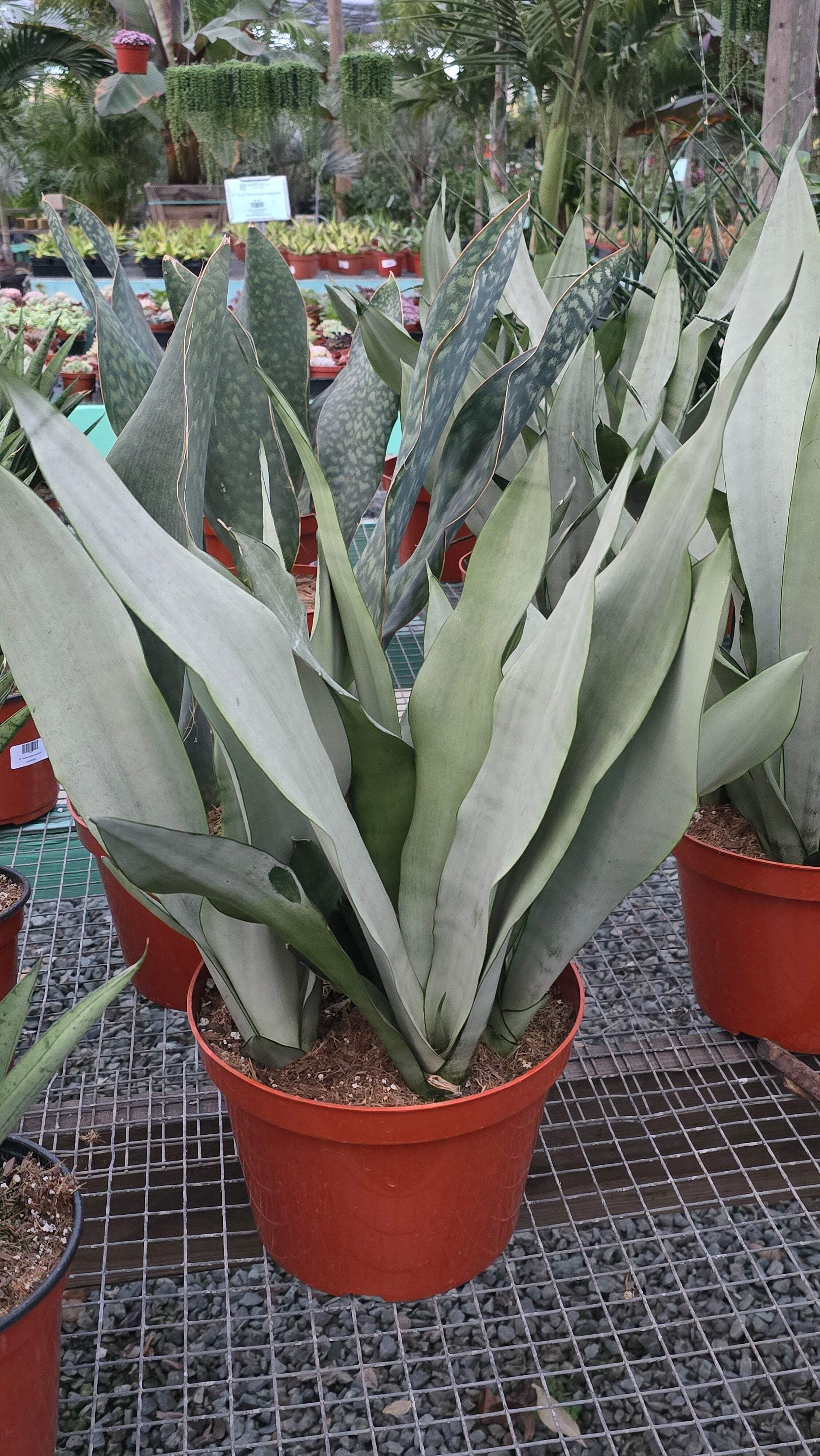 Sansevieria Moonshine in 10 inch pot - Snake Plant - 2 Ft Snake Plant ...