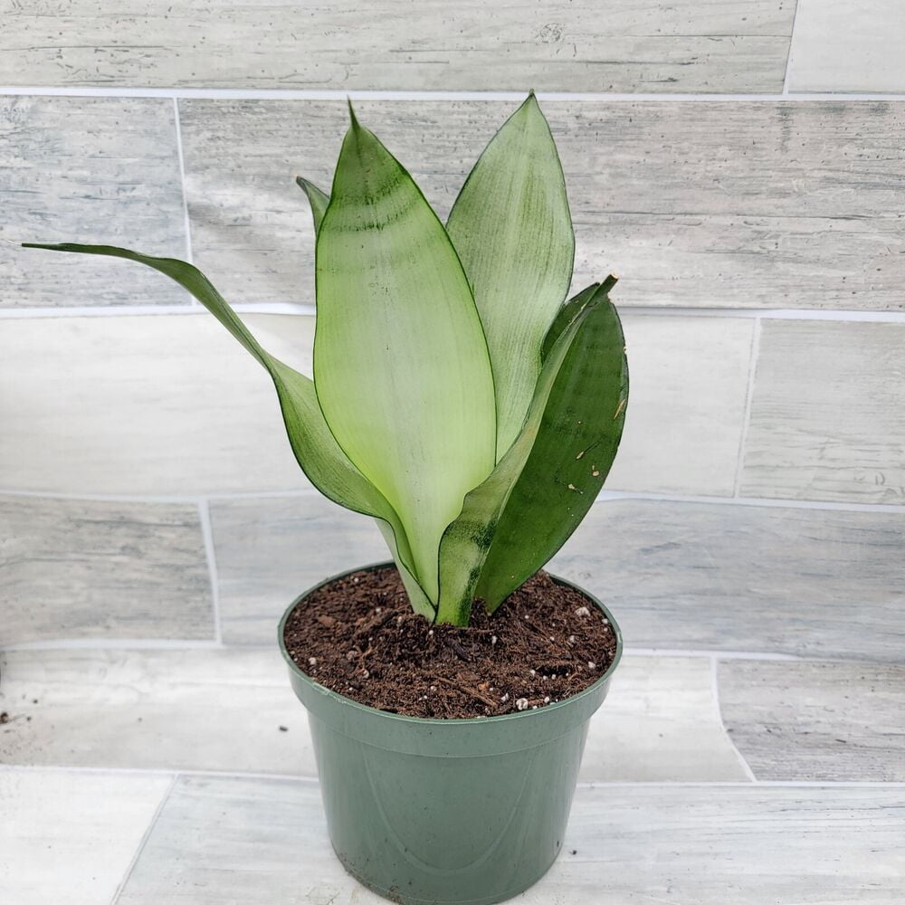 Sansevieria Moonshine plant, Sansevieria Air Purifying Snake Plant in 6 inch pot - Walmart.com