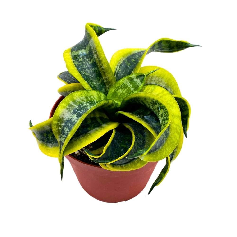Sansevieria Tornado 6 inch Snake Plant Twist Rare Variegated Twisted ...