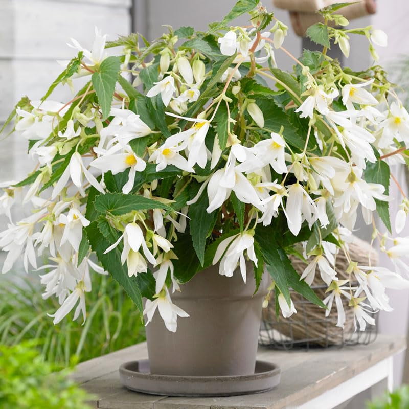 Santa Barbara Begonia Flower Bulb - Grow Live Flowers - Ready to Plant ...