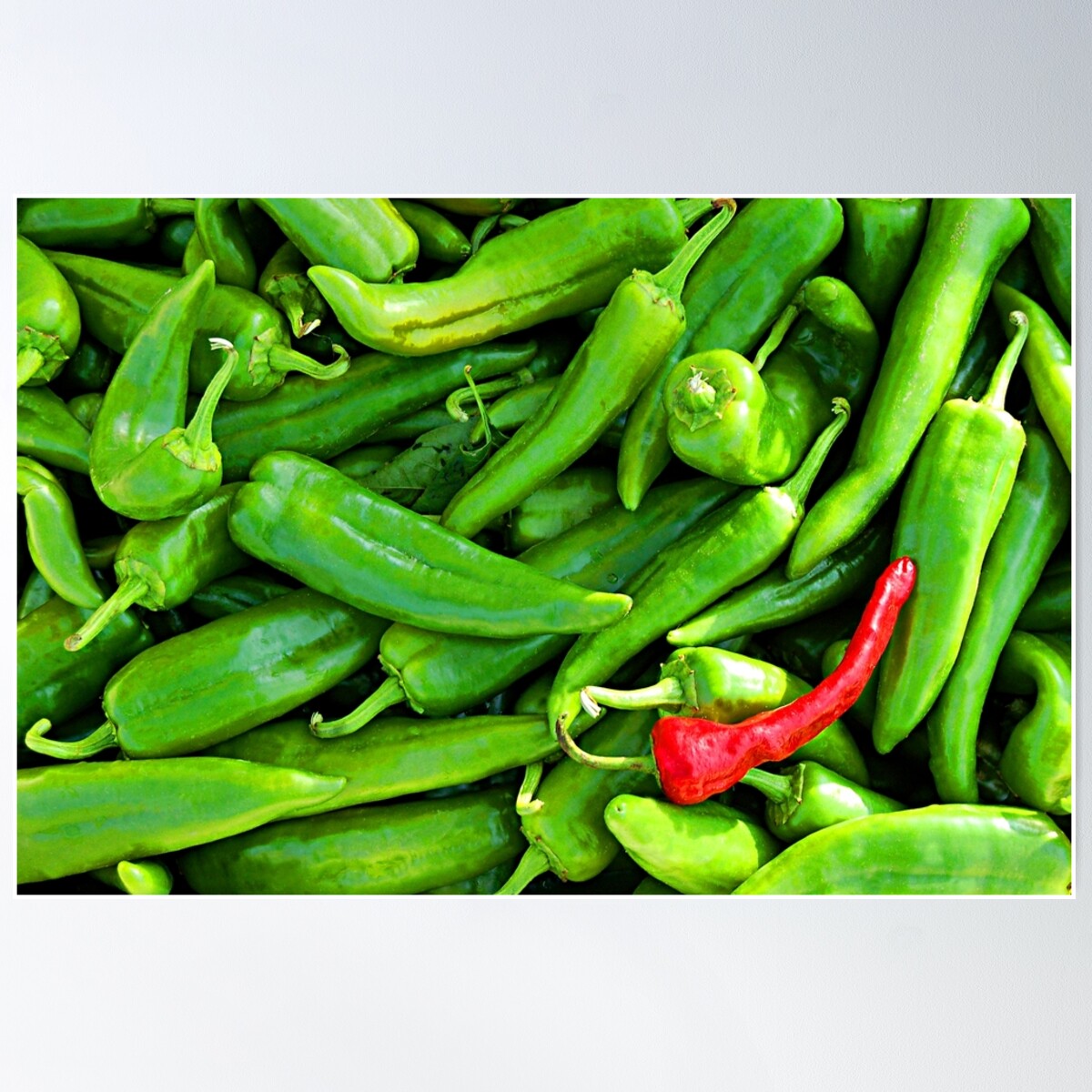 Santa Fe Red And Green Chile Peppers Poster Wall Art, Modern Wall Decor ...