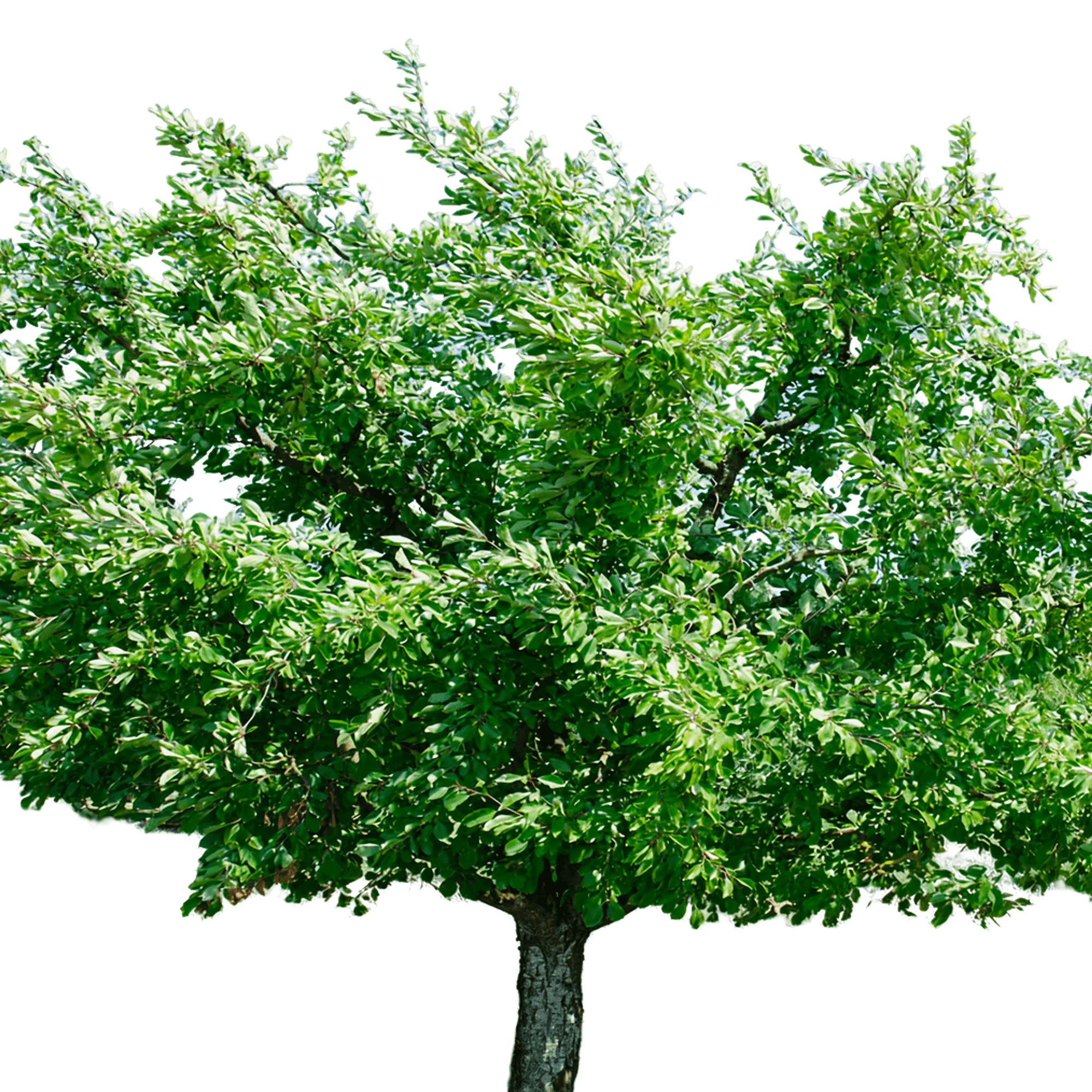 Santa Rosa Plum Tree – Sweet, Juicy, and Aromatic Fruit Tree for Home ...