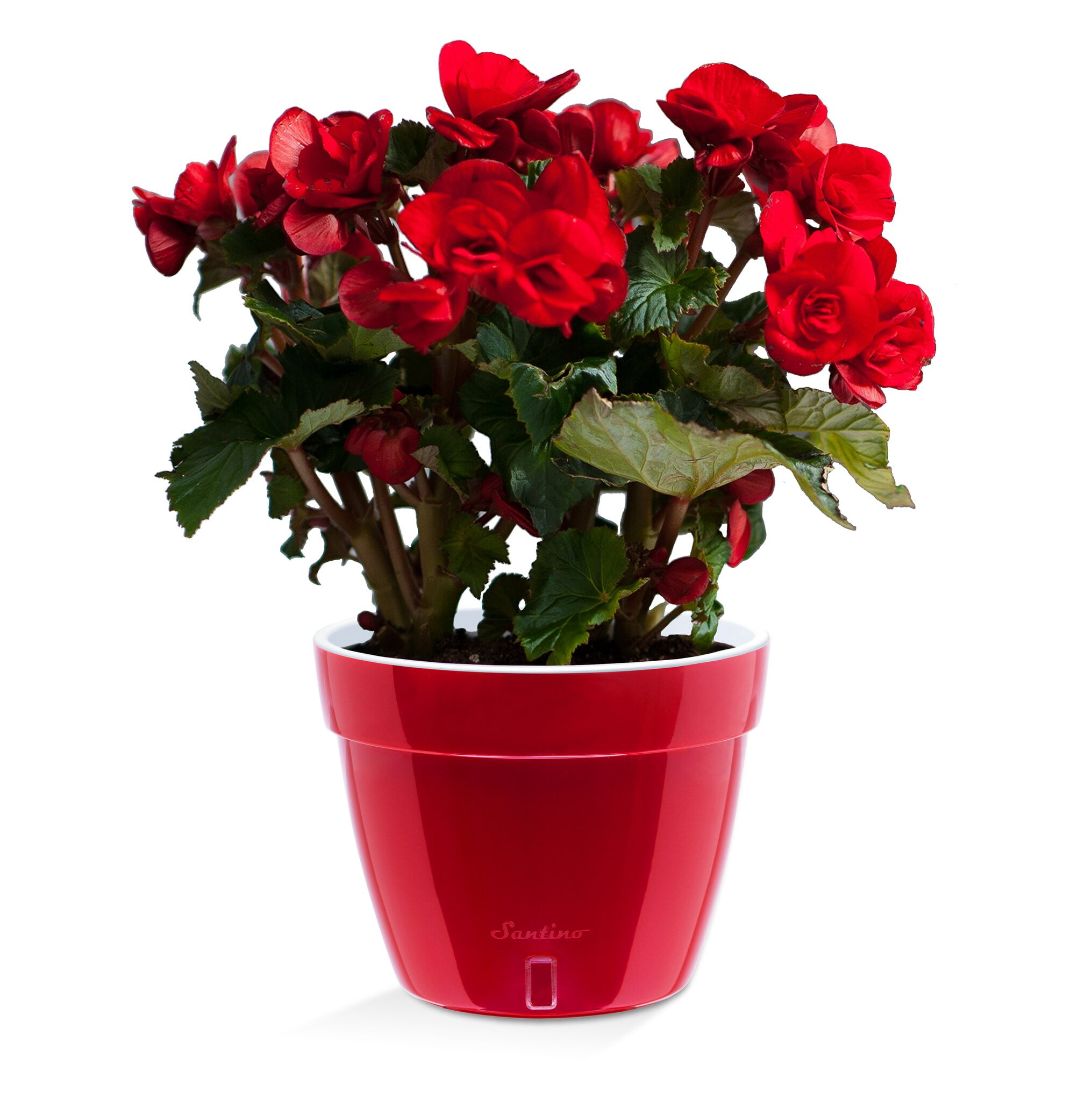 🪴 Santino ASTI 11.8 Inch Self Watering Planter Red-Pearl/White for ...