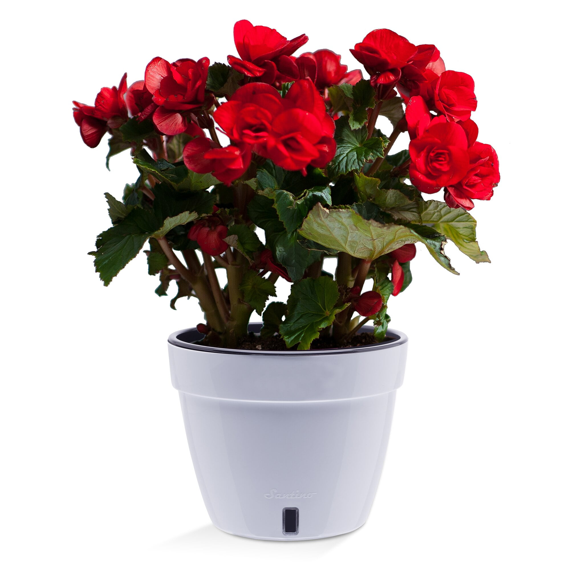 🪴 Santino ASTI 11.8 Inch Self Watering Planter WHITE/BLACK for Indoor ...