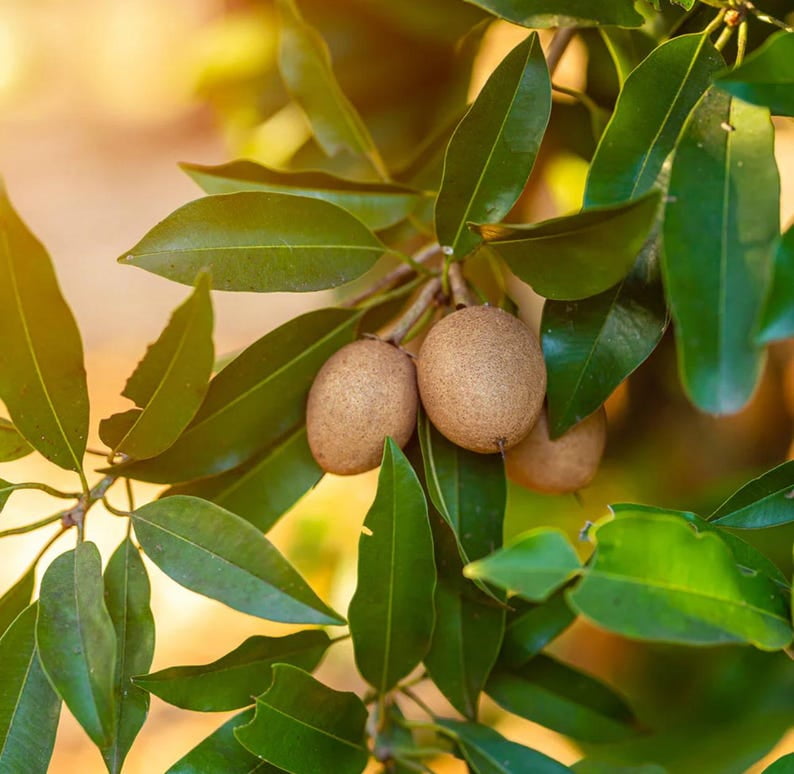 Sapodilla TREE GRAFTED (2-4 Feet Tall). ship to all states - Walmart.com