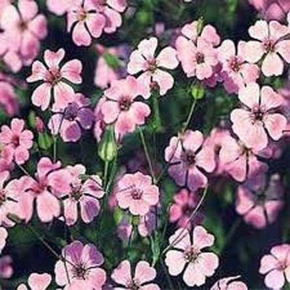 Saponaria Beauty Pink Nice Garden Flower 50 Seeds - Walmart.com