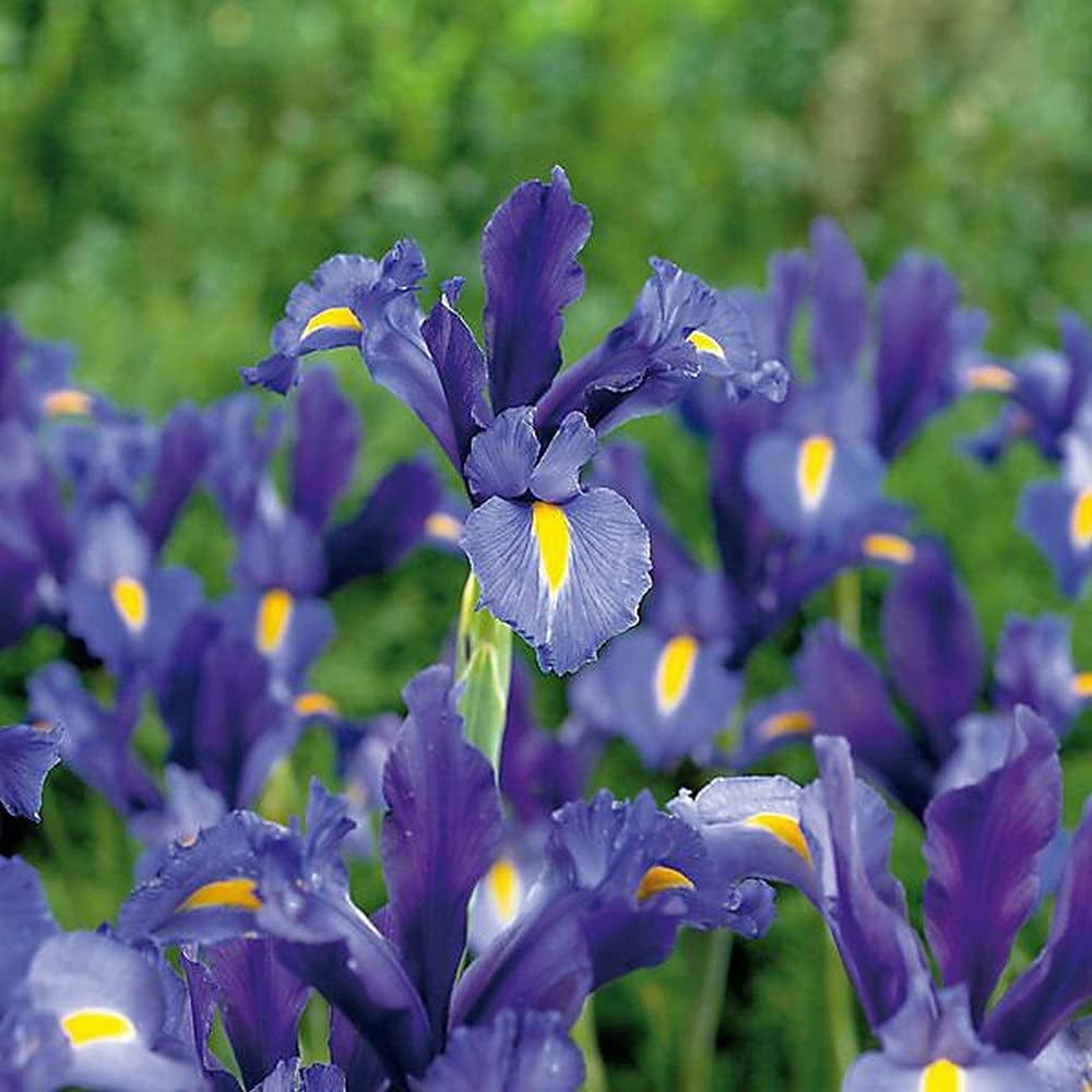 Sapphire Beauty Dutch Iris - 15 Bulbs - Walmart.com