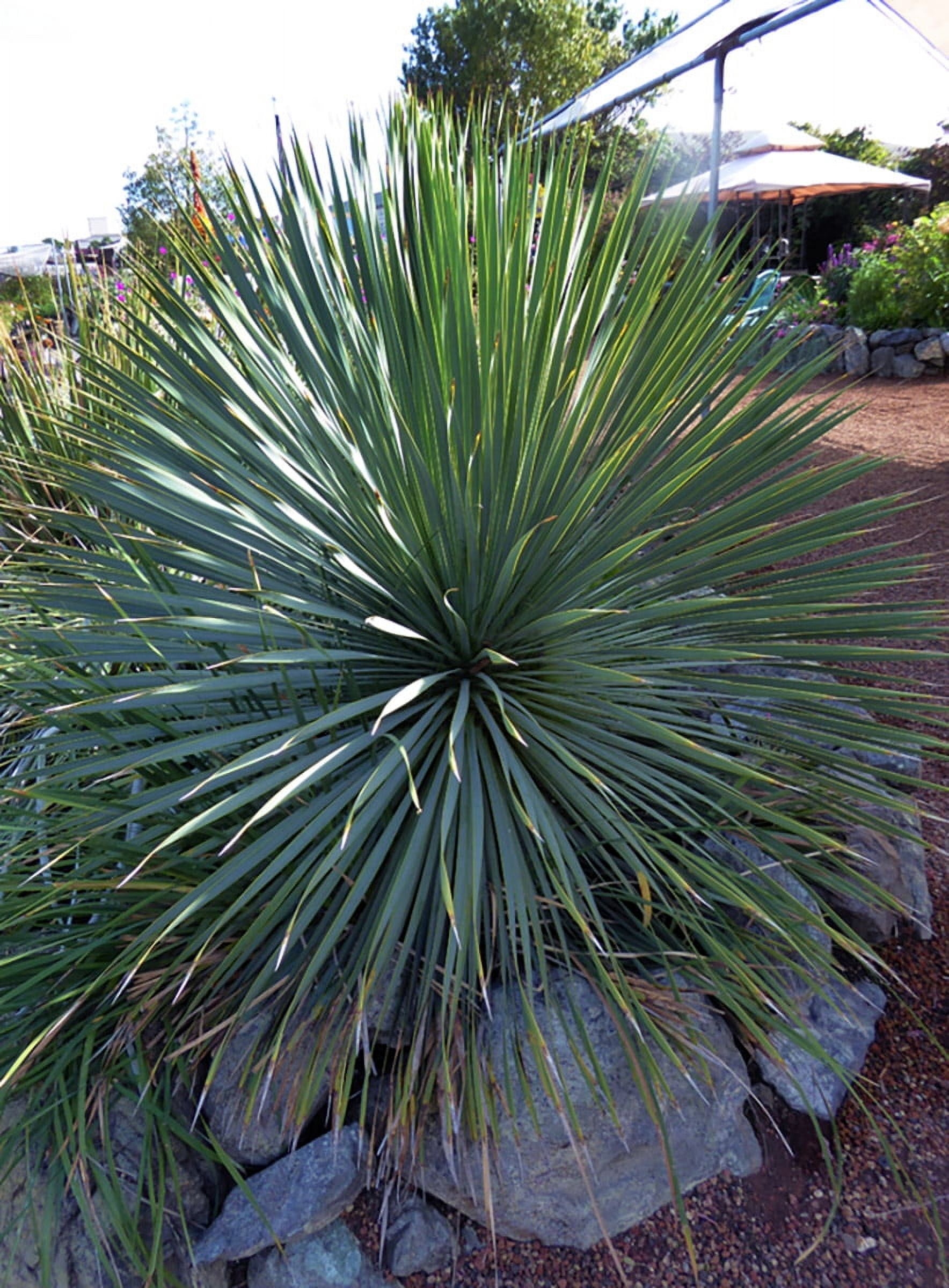 Sapphire Skies Yucca - Powder Blue Leaves - Full Sun - 4" Pot - Walmart.com