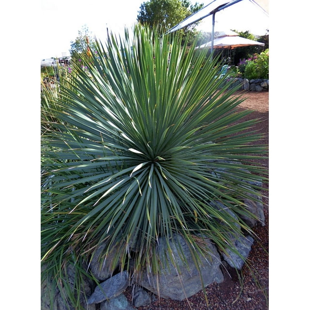 Sapphire Skies Yucca - Powder Blue Leaves - Full Sun - 4" Pot - Walmart.com