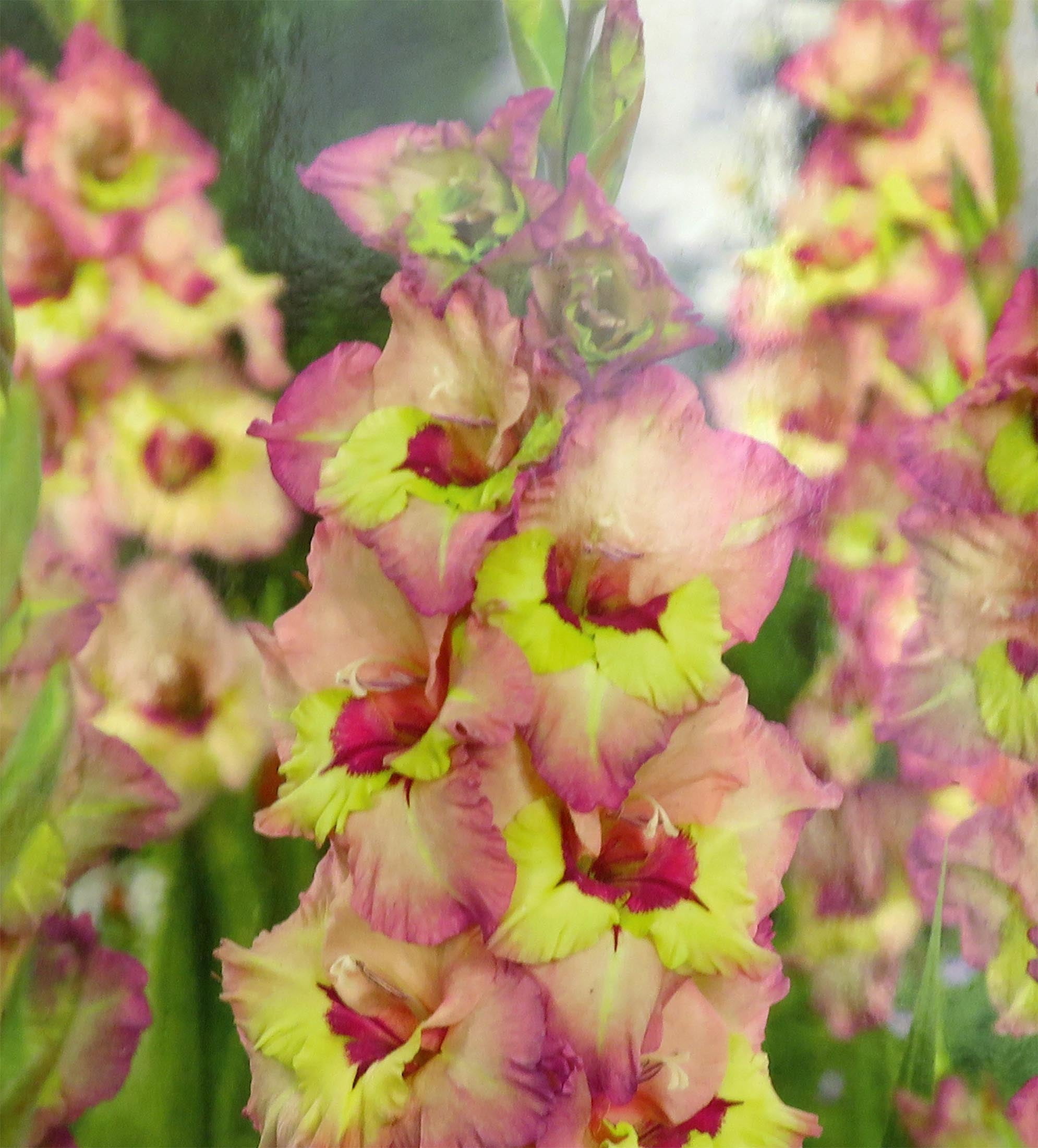 Sapporo Gladiolus 10 Bulbs - 12/14 cm - Pink and Yellow - Walmart.com