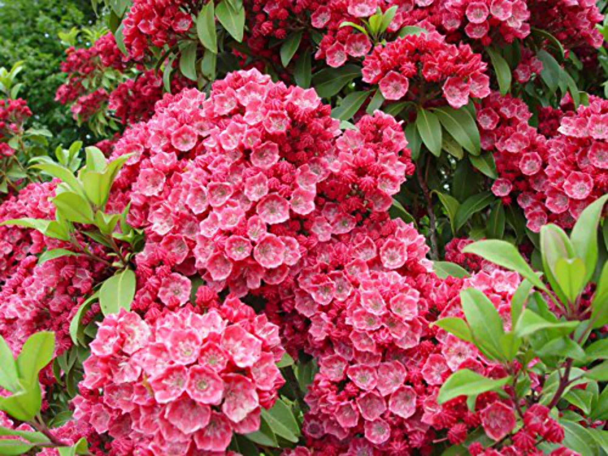 Green Promise Farms Live Plant - Sarah Mountain Laurel, Deep Pinkish ...
