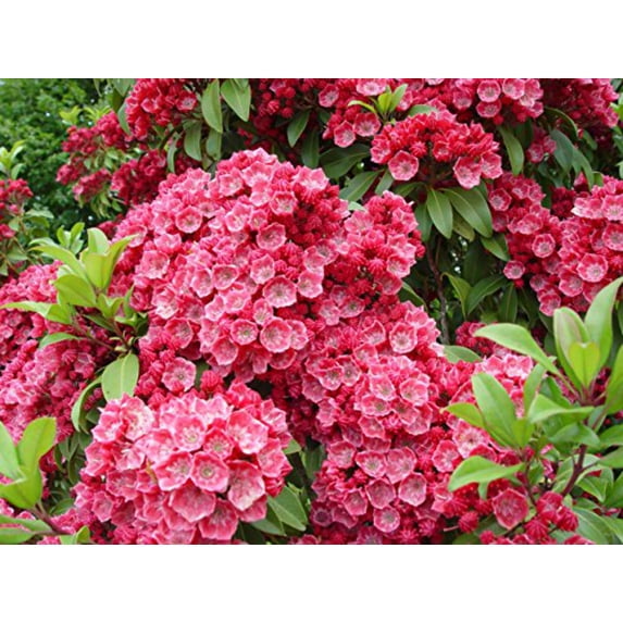 Green Promise Farms Live Plant - Sarah Mountain Laurel, Deep Pinkish ...