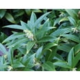 Sarcococca humilis- Himalayan Sweetbox-Live Starter Plant Sacred Roots ...