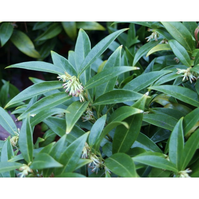 Sarcococca humilis- Himalayan Sweetbox-Live Starter Plant Sacred Roots ...