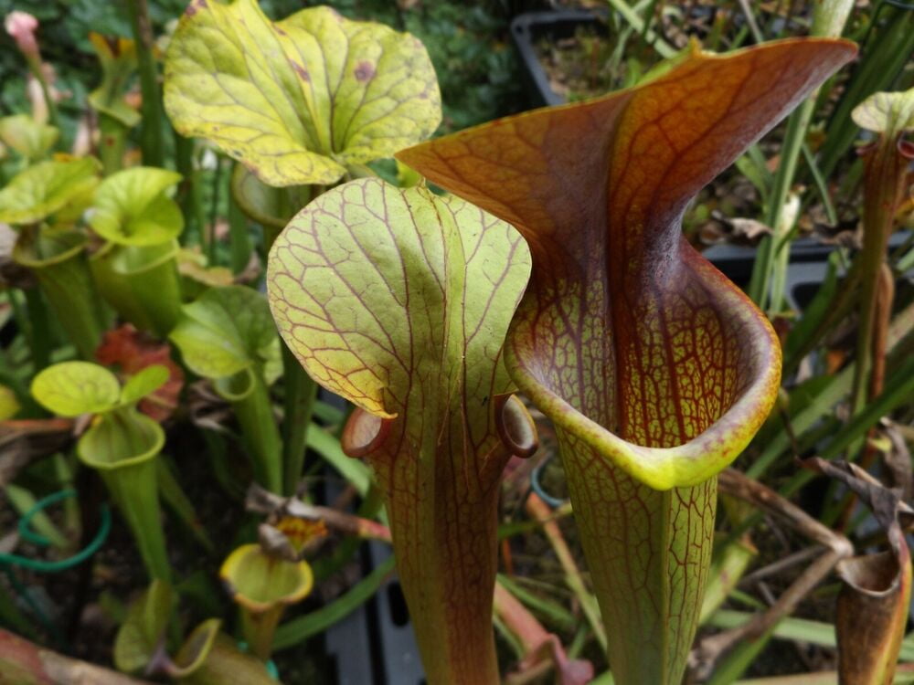 Sarracenia Juthatip Soper x Areolata Giant. live carnivorous plant - Walmart.com