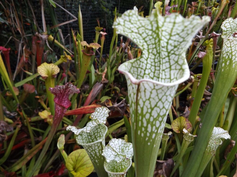 Sarracenia Leuco alba, best of batch live carnivorous plant - Walmart.com
