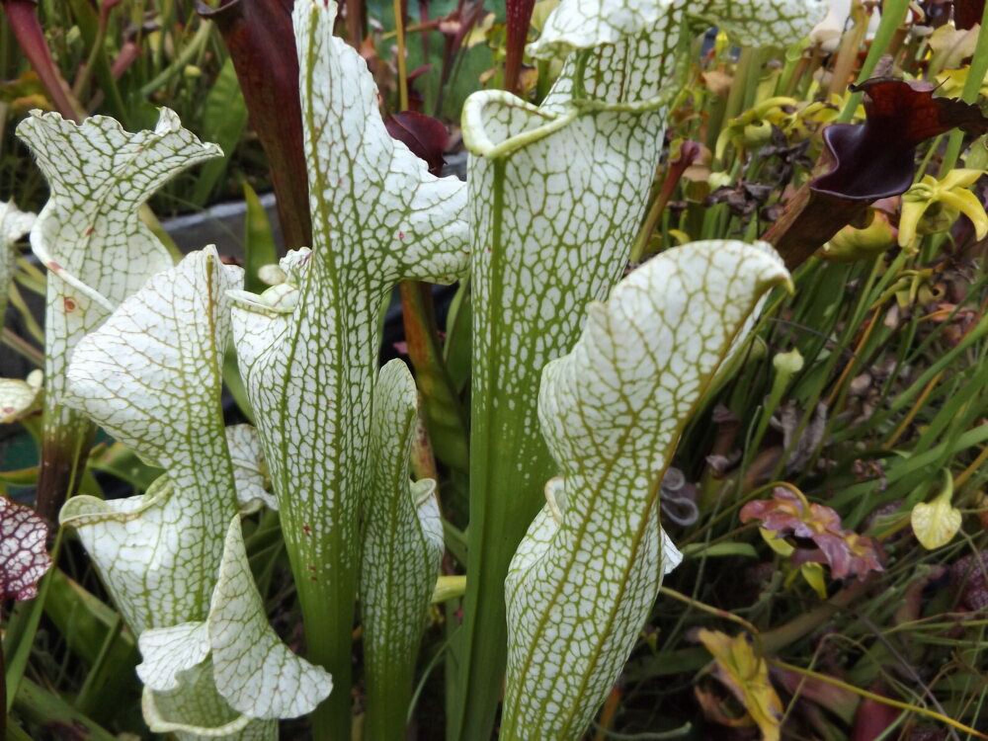 Sarracenia Leuco wide mouth live carnivorous plant - Walmart.com