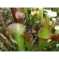 Sarracenia Mitchellina x Royal Ruby "Veins" live carnivorous plant - Walmart.com
