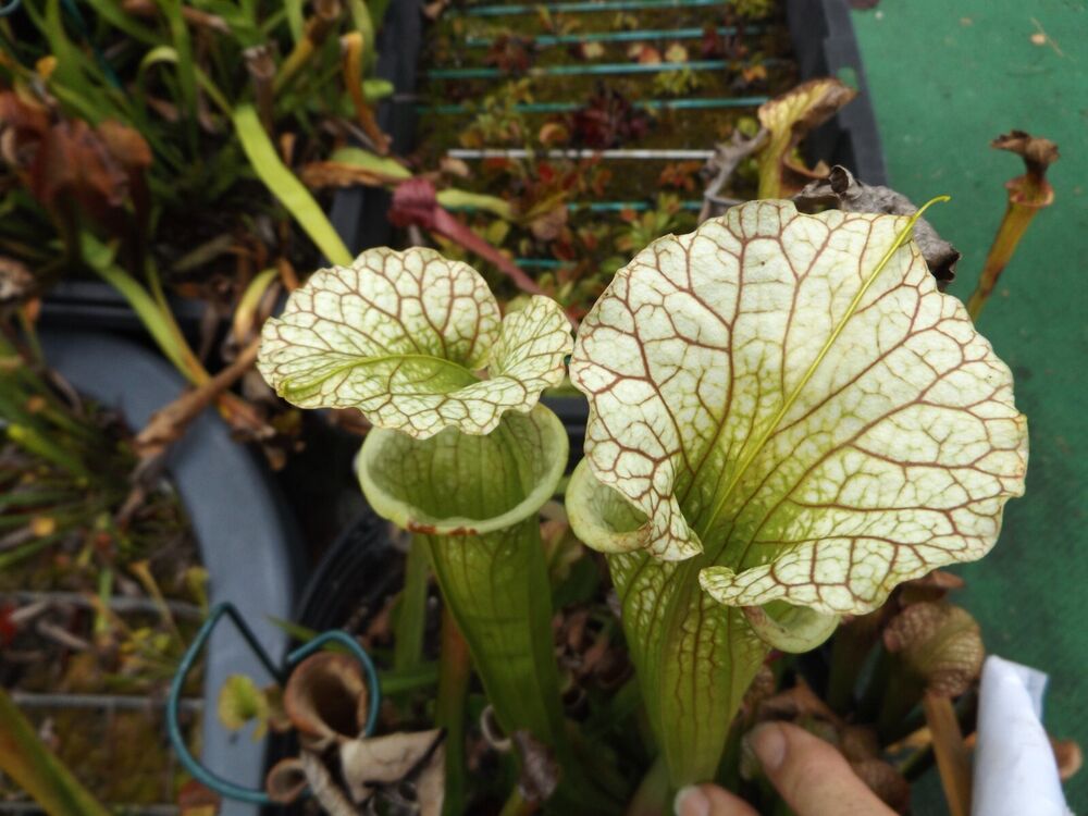 Sarracenia Moorei red sumatra x Adrian Slack live carnivorous plant - Walmart.com