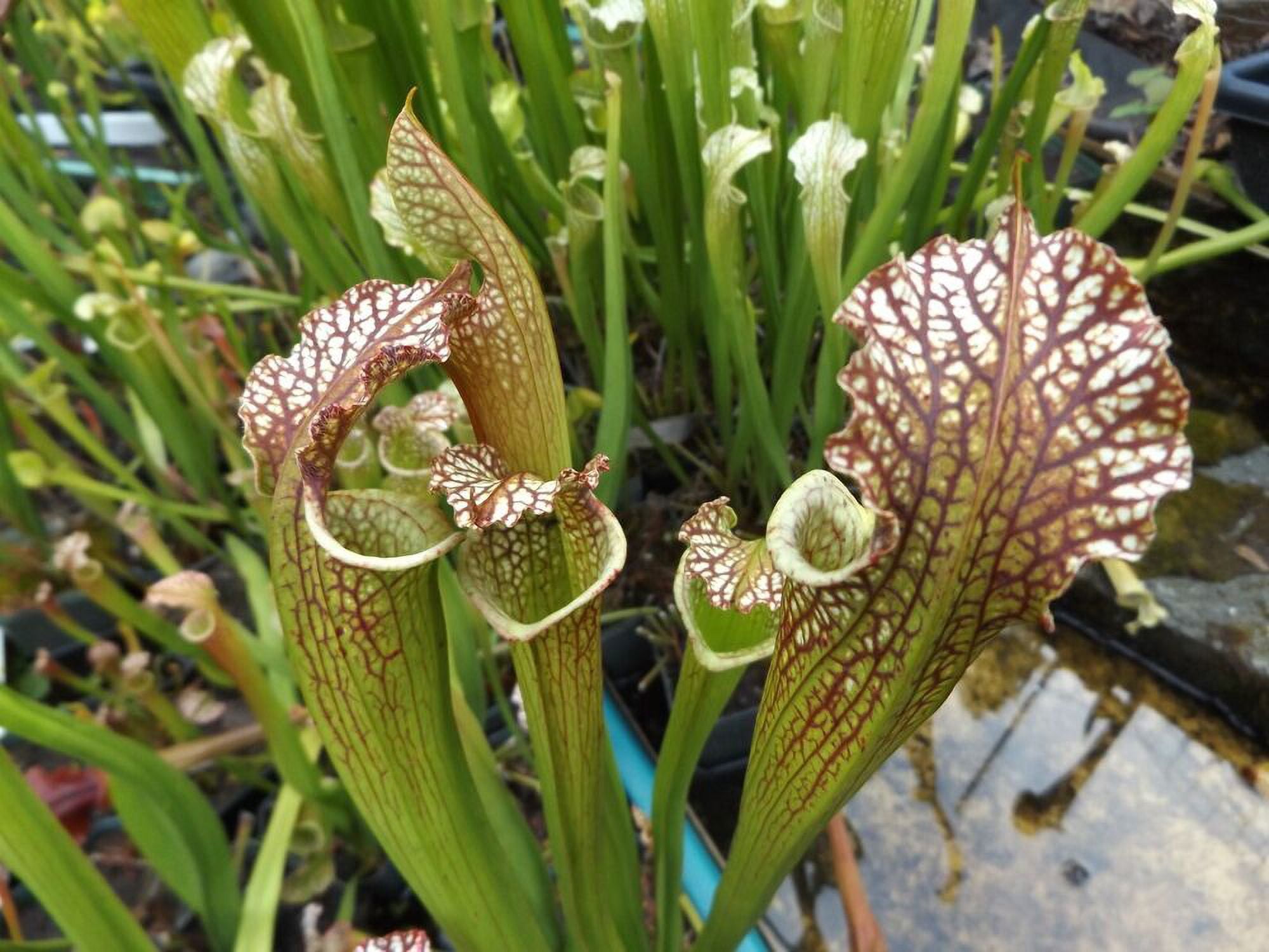 Sarracenia "Reticulator" live carnivorous plant - Walmart.com