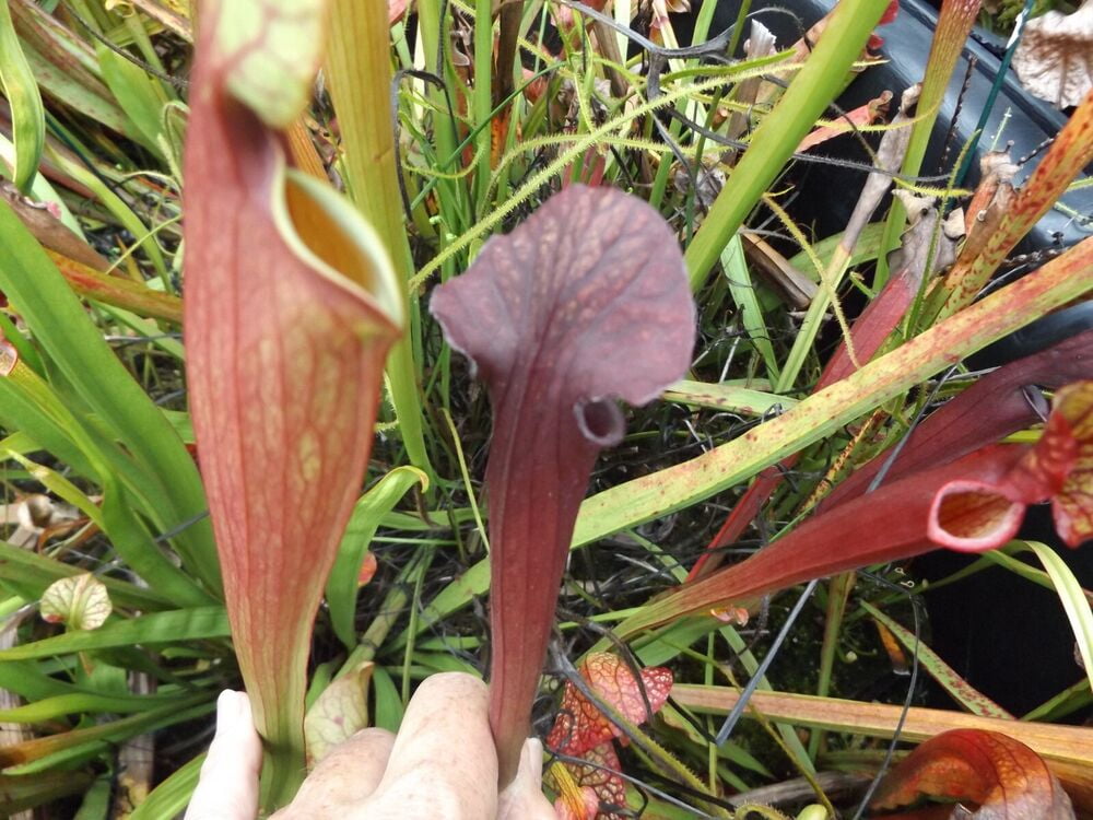 Sarracenia Willissi x Alata red / black clone 2 live carnivorous plant - Walmart.com