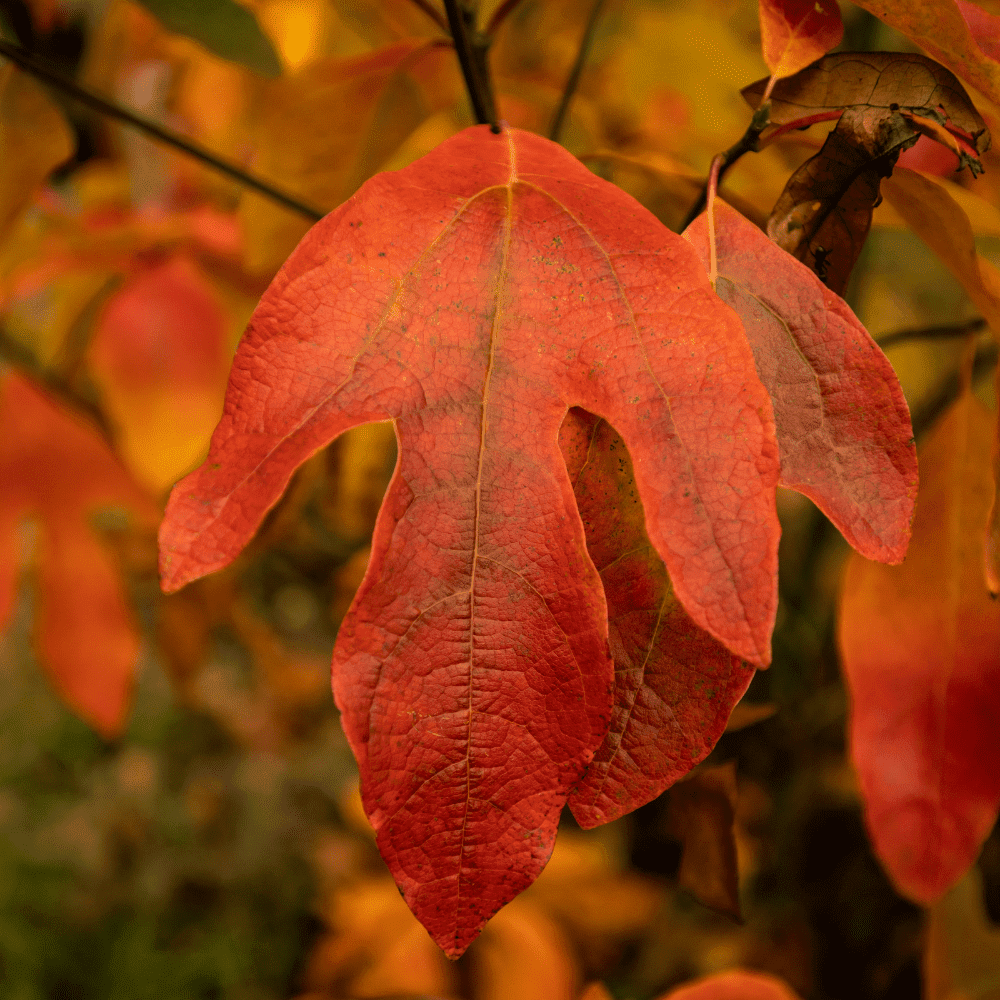 Sassafras Dormant Tree Live Plant in Quart Pot, Sassafras Well-Rooted ...