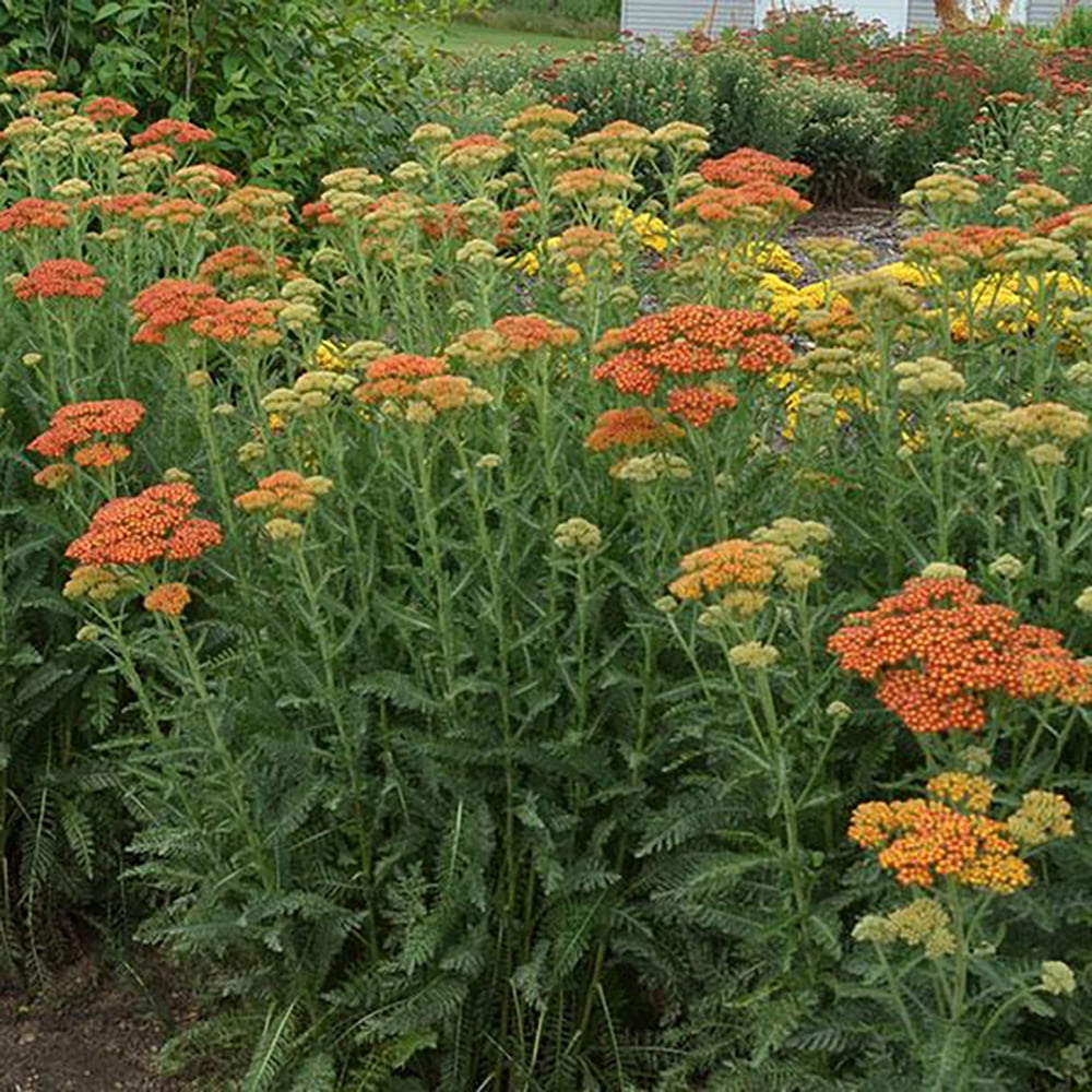 Sassy Summer Sunset Yarrow - Achillea - Sun Lover - Quart Pot - Walmart.com