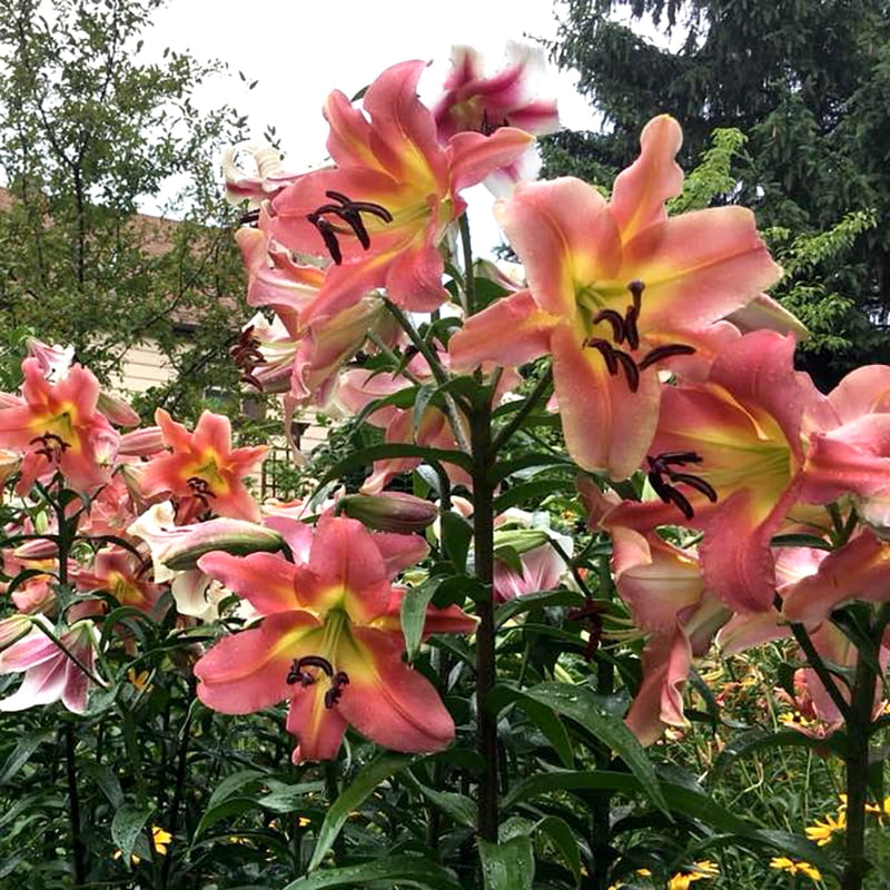 Satisfaction Orienpet Lilies Flower Bulbs - 3 Lily Bulbs per Pack - Attracts Butterflies and ...