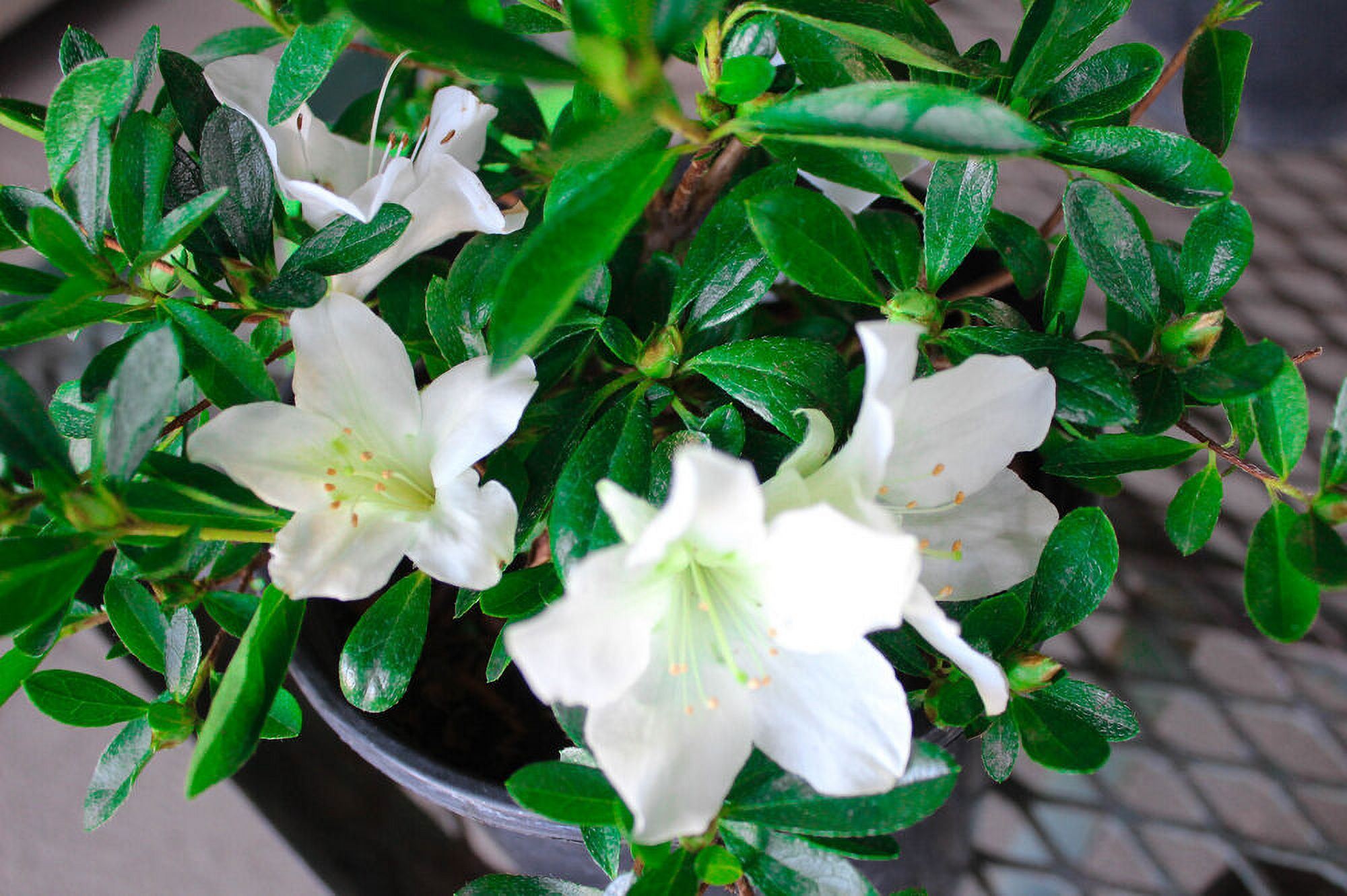 Satsuki Azalea & like hybrid 'Kehr's moonbeam' 1 gallon Flowering ...