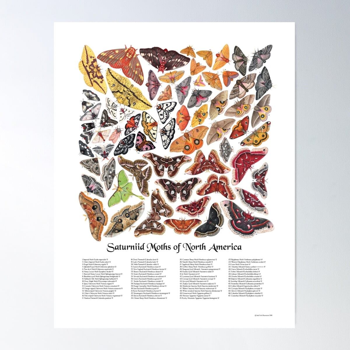 Saturniid Moths Of North America Poster Wall Art, Modern Wall Decor For ...
