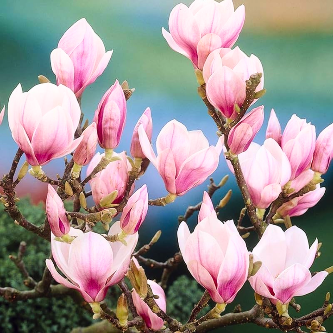 Saucer Magnolia Tree Live Plant, 6 to 12 Inch Tall, Fragrant Magnolia ...