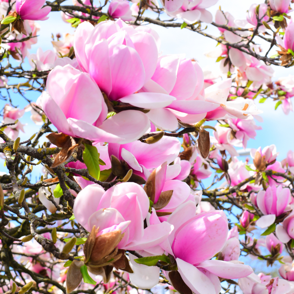 Saucer Magnolia Tree Live Plant, Dormant Tree, Fragrant Magnolia Plant ...