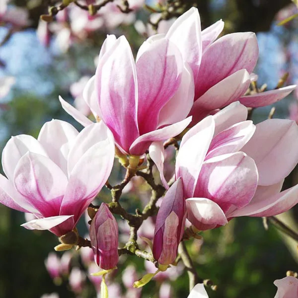 Saucer Magnolia Tree, Magnolia Flowering Shrub Tree, 6-12 Inches Tall ...