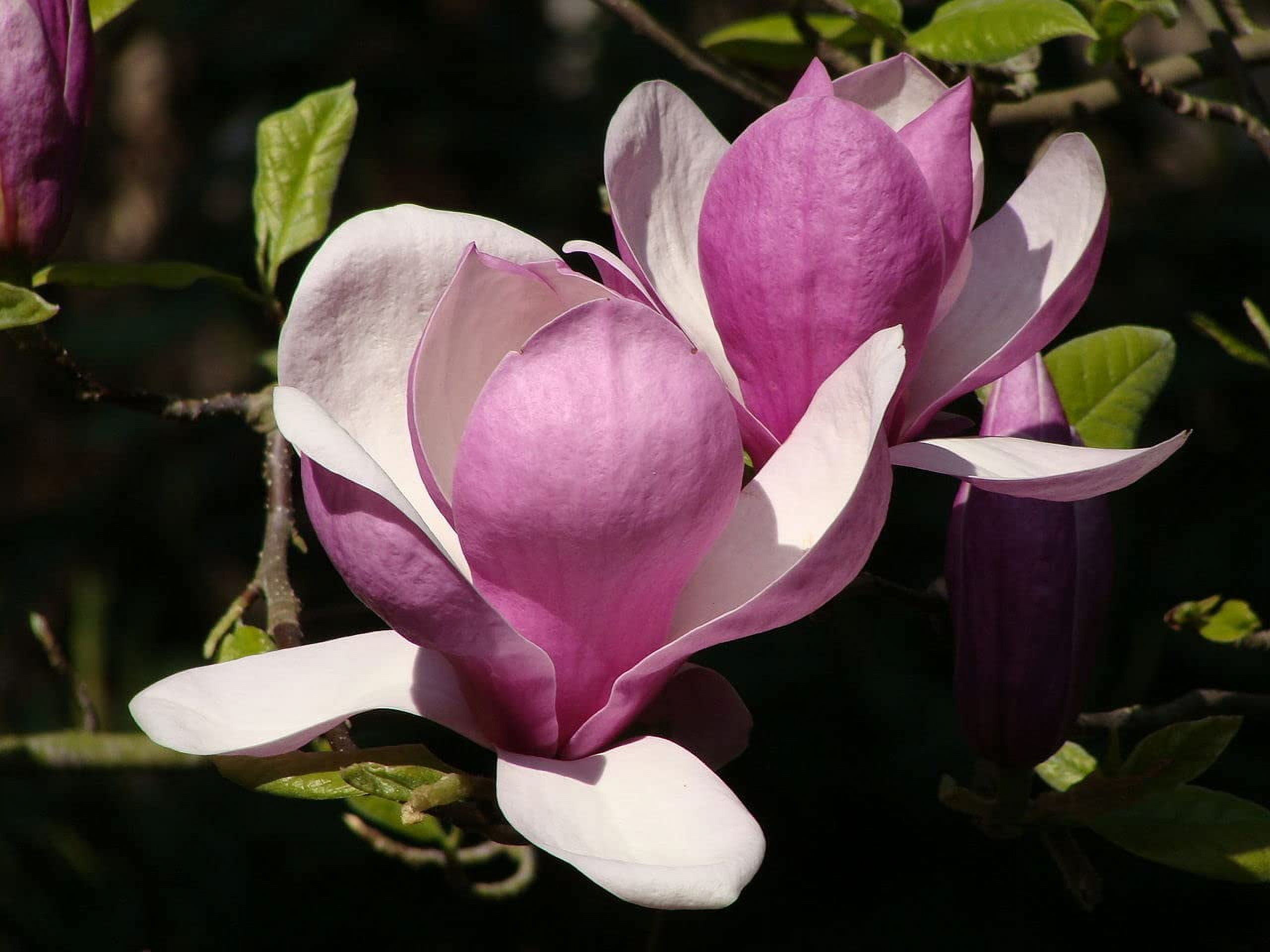 Saucer Magnolia Tree Seeds - Flowers Look Like Saucer Cups - Ships from ...