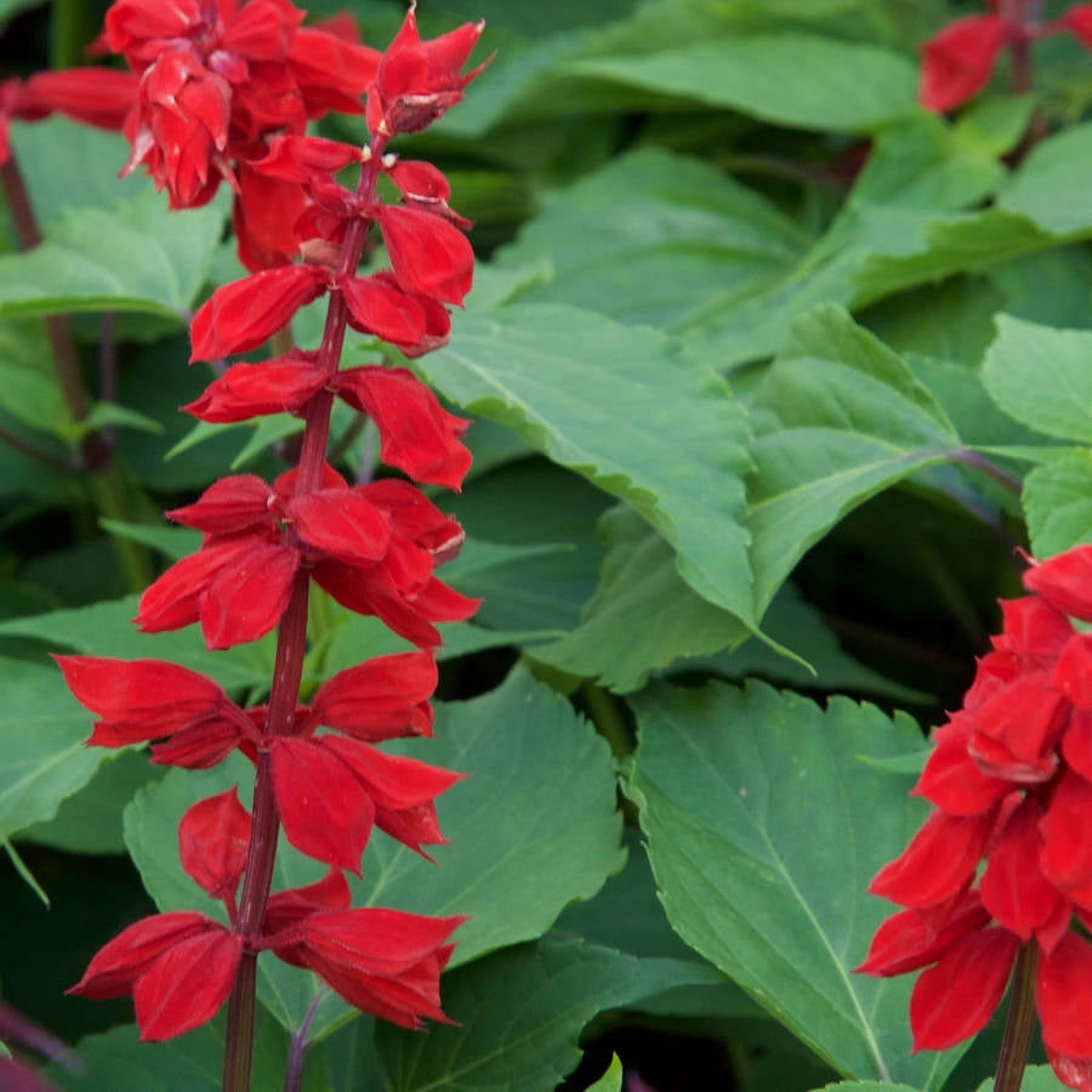 Saucy Red Salvia Sun Perennial (2.5 Quart) Sizzling Scarlet Red Flower ...
