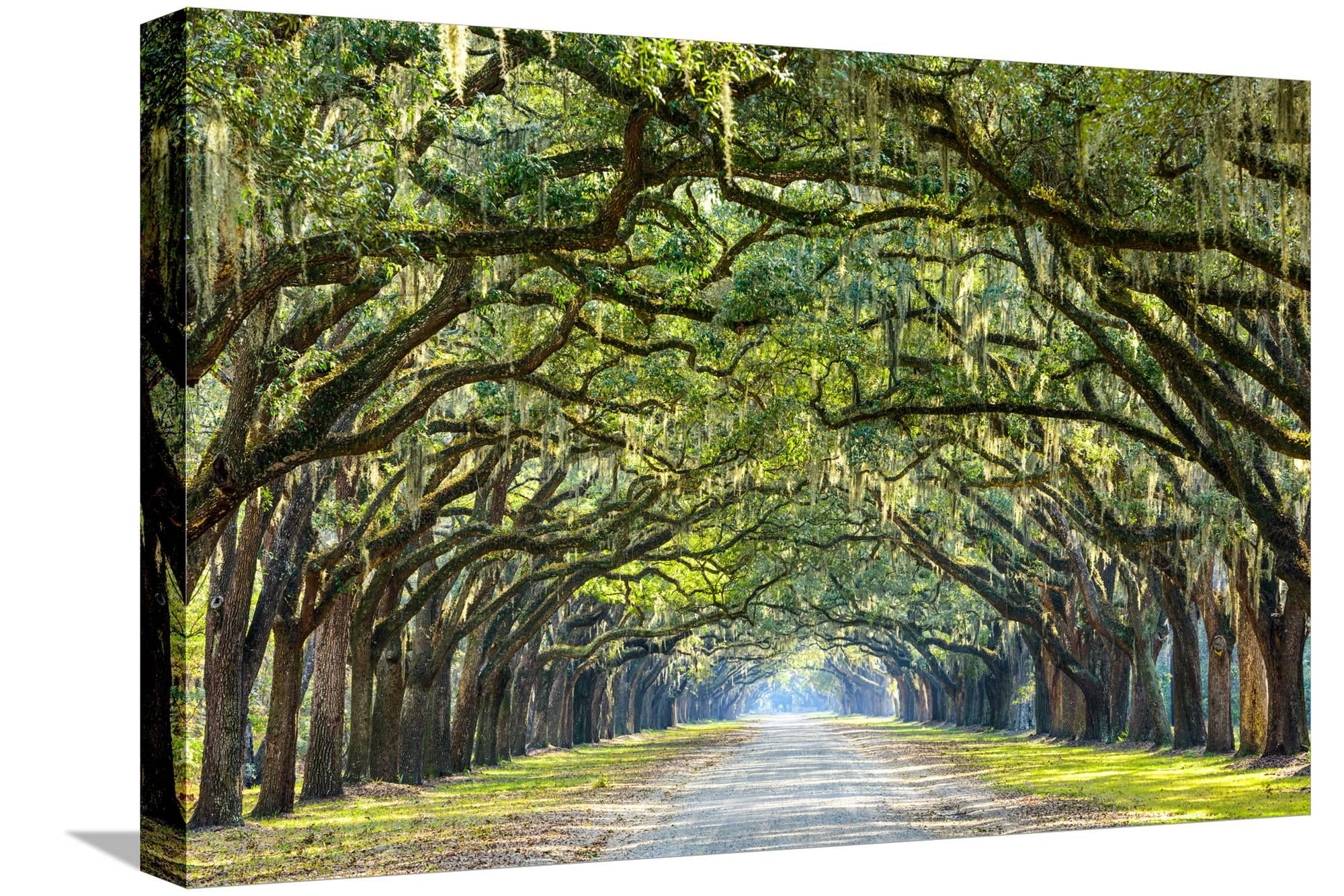 Savannah, Georgia, USA Oak Tree Lined Road at Historic Wormsloe ...
