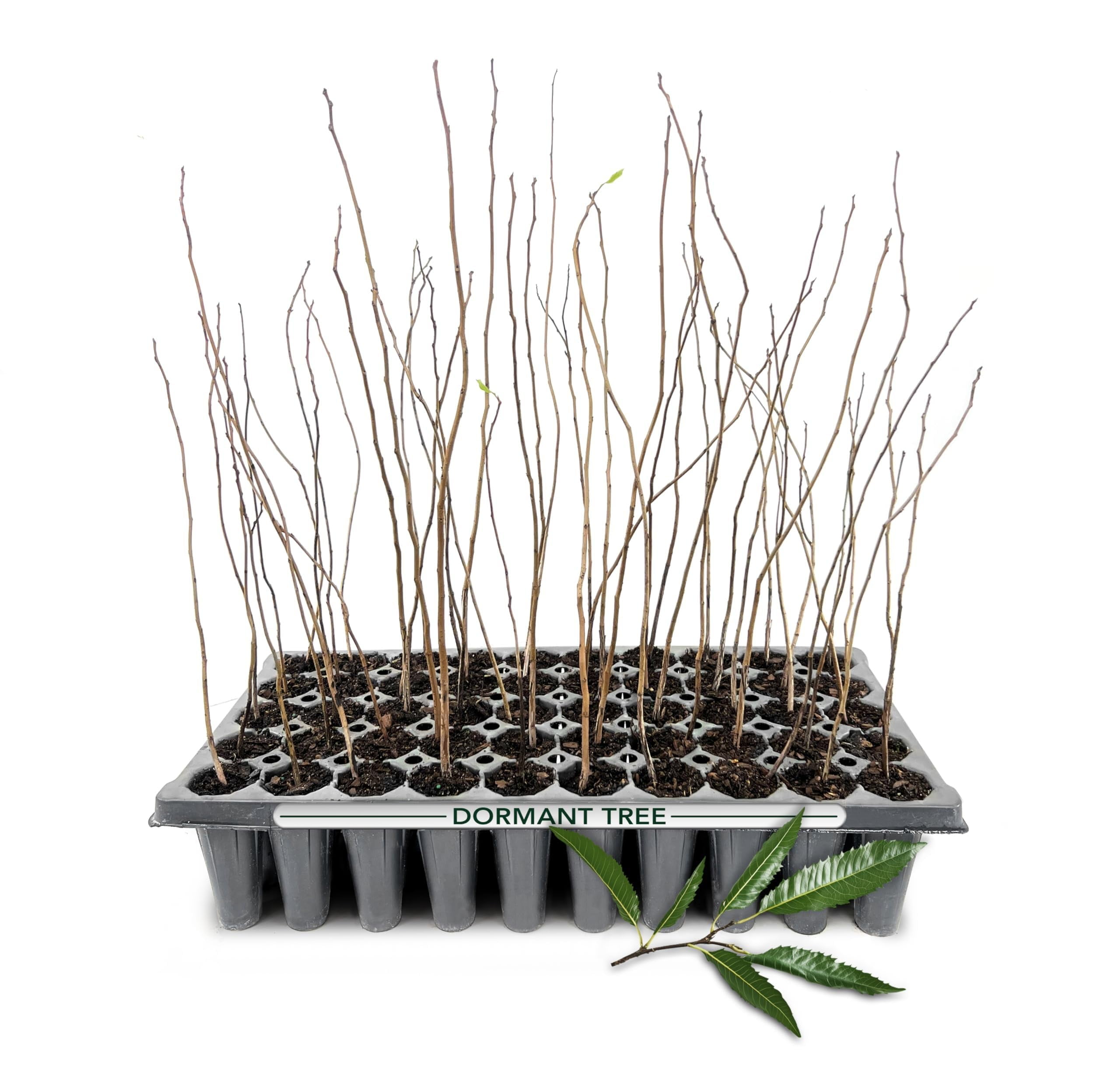 Sawtooth Oak | 10 Live Plants | Quercus Acutissima | Fast-Growing Shade ...
