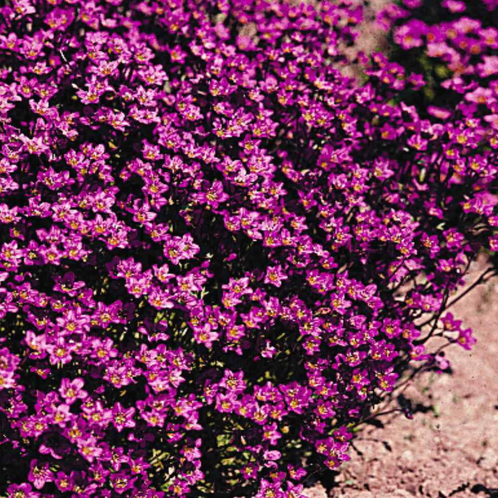 Saxifraga Seeds - Purple Robe Ground Cover Seeds - 4000 Seeds - Walmart.com