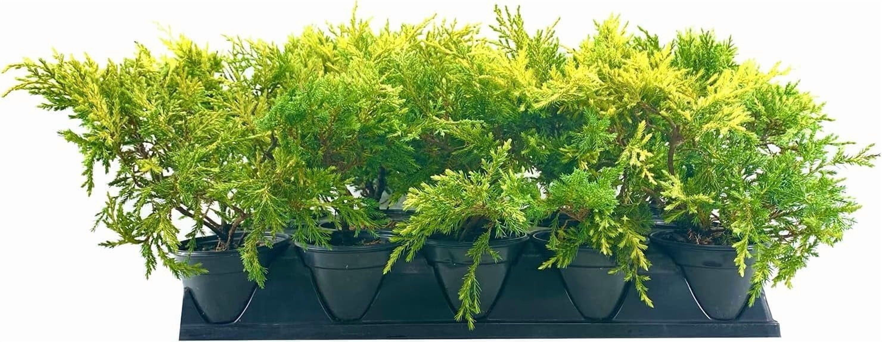 Saybrook Gold Juniper | 5 Live Quart Size Plants | Juniperus Chinensis ...